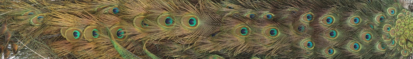 Ambrice Miller Selects