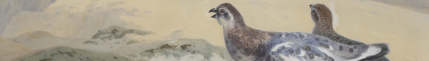 The Collection of Malcolm Innes