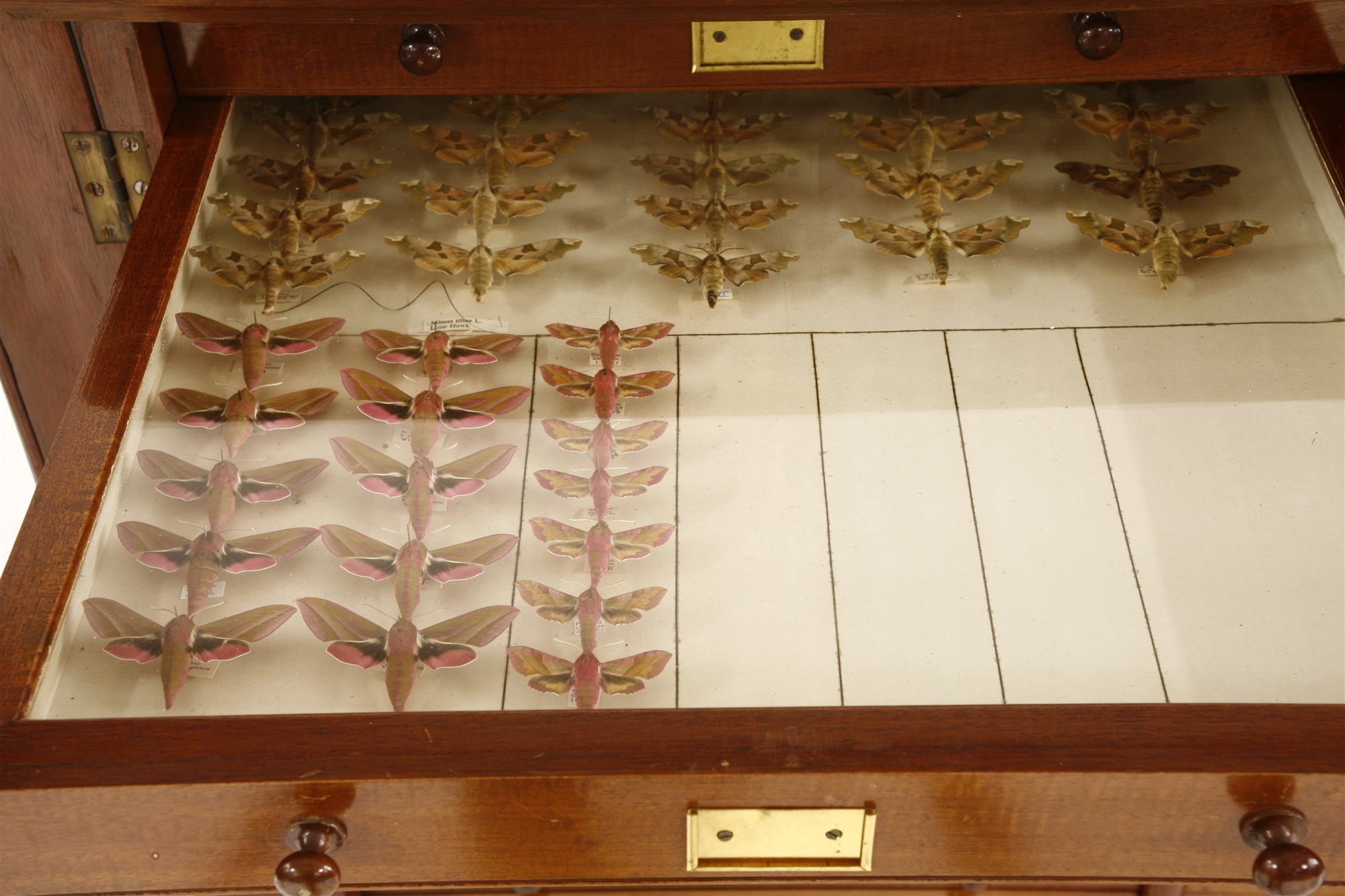 Lot 1129 - A Victorian mahogany lepidopterist cabinet