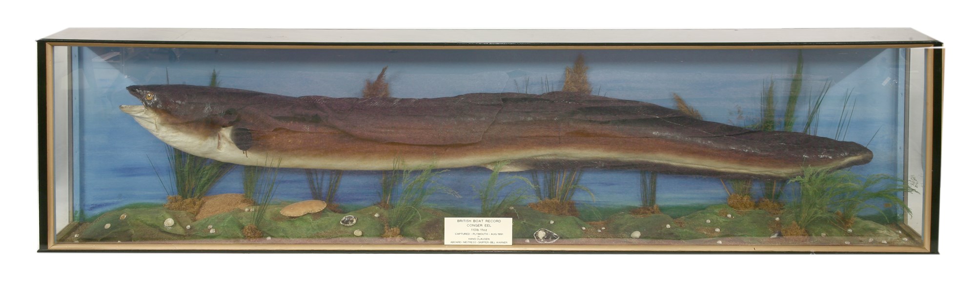 Lot 73 - AN EEL RECORD