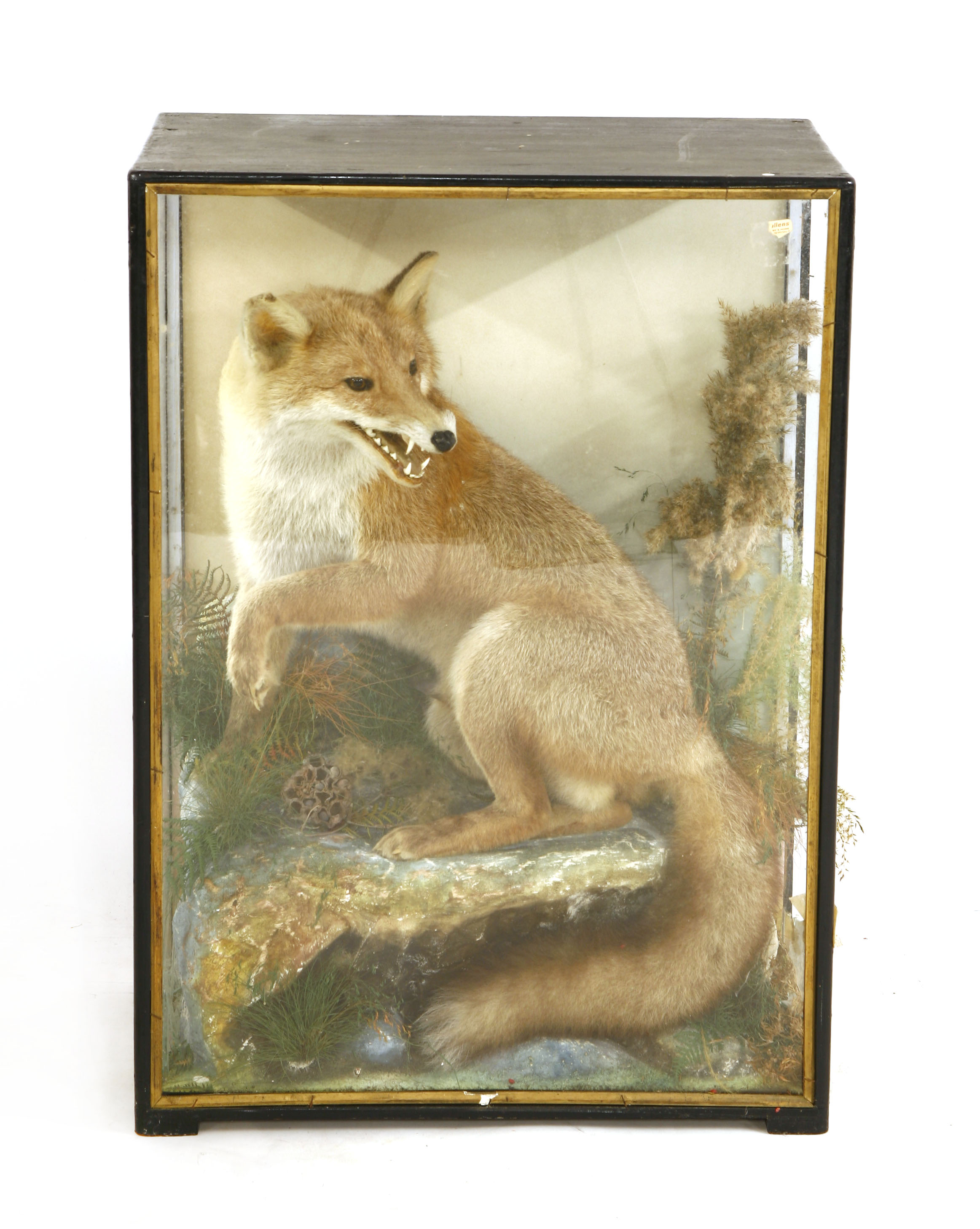 Lot 570 A Stuffed And Mounted Fox