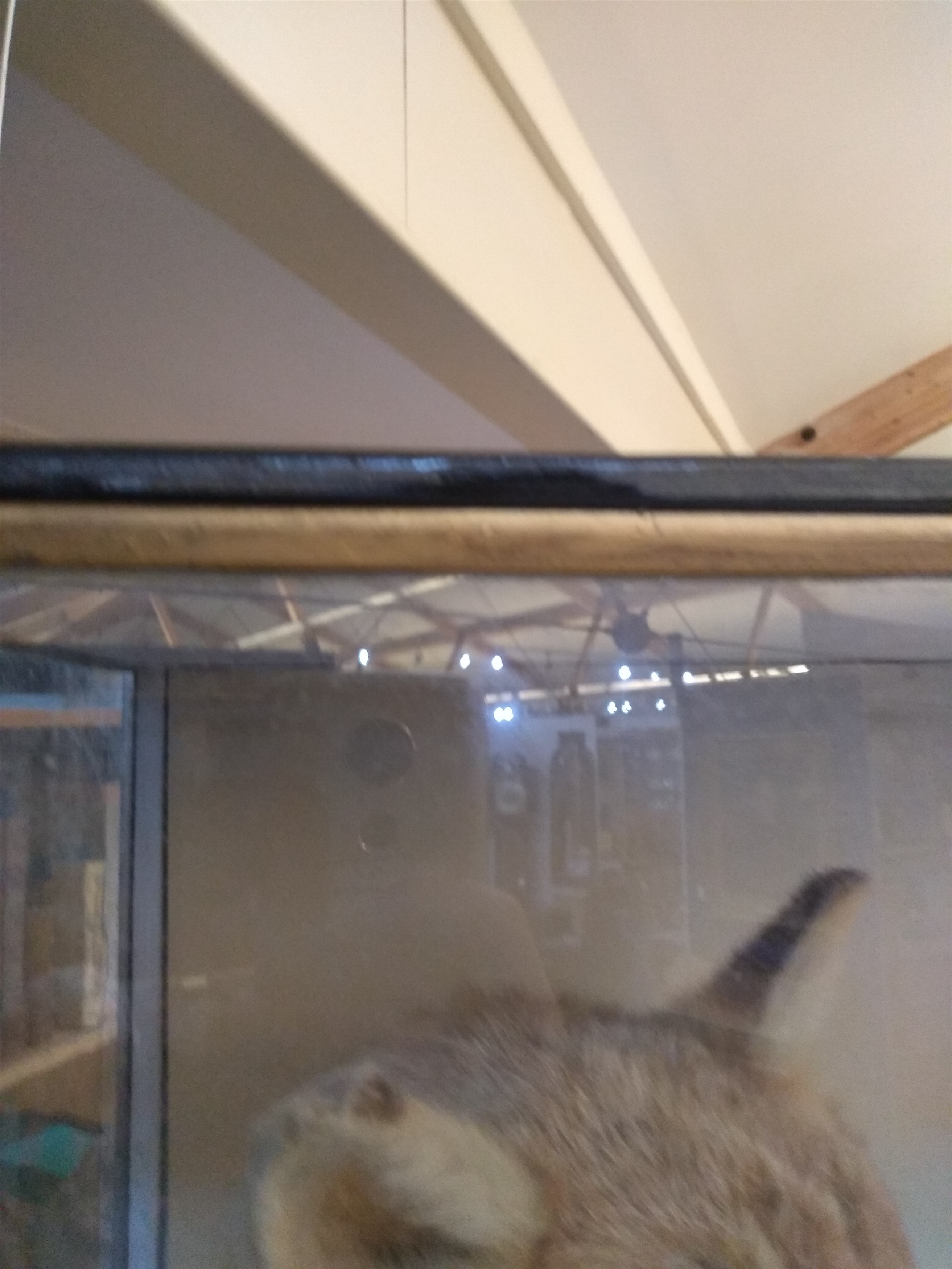Lot 570 A Stuffed And Mounted Fox