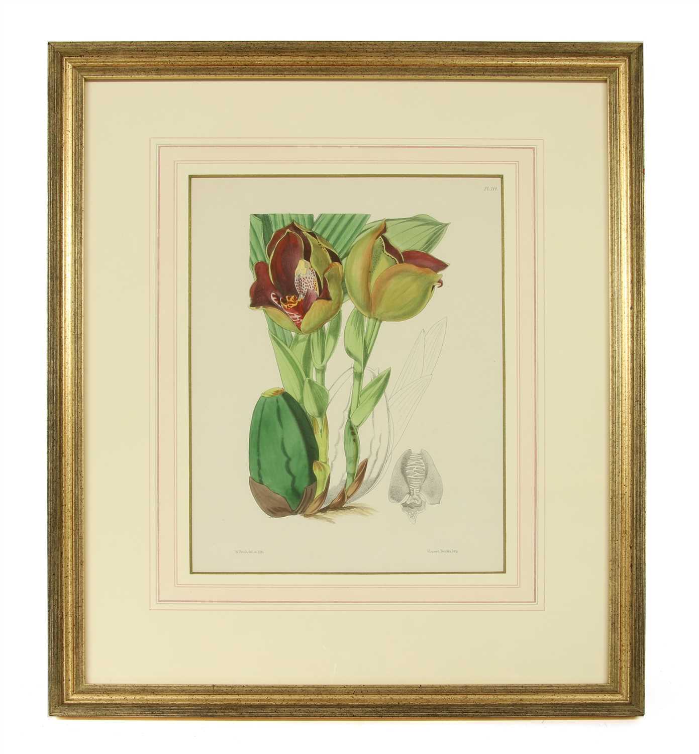 Lot 586 - Four 19th Century hand coloured botanical