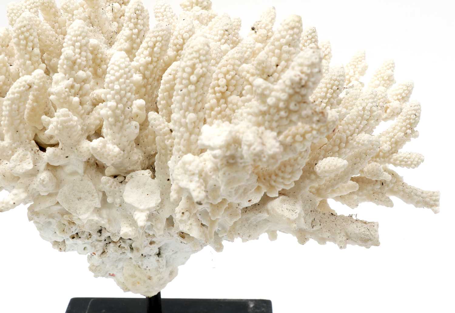 Lot 386 - FINGER CORAL,