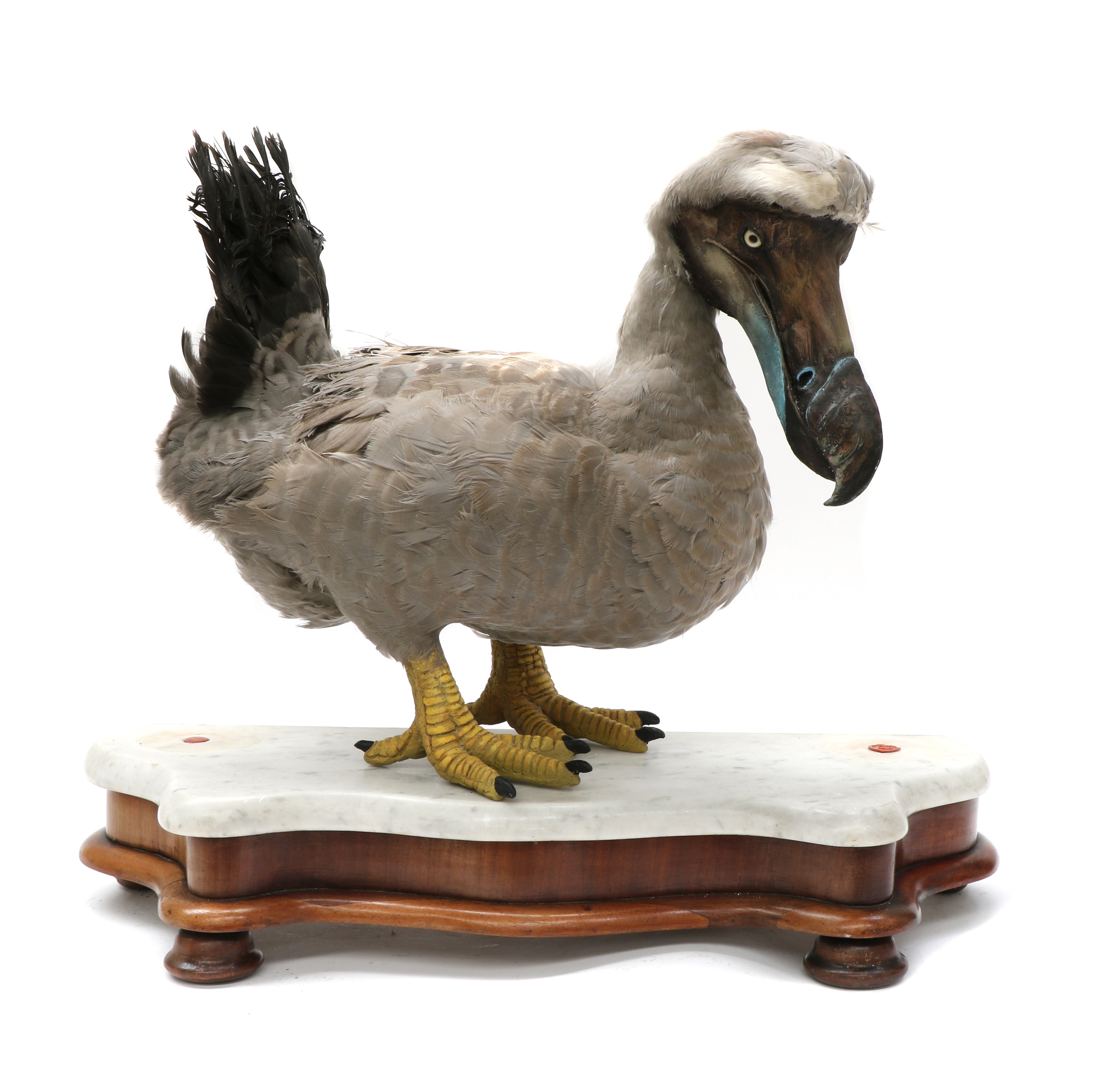 Lot 51 - THE DODO,
