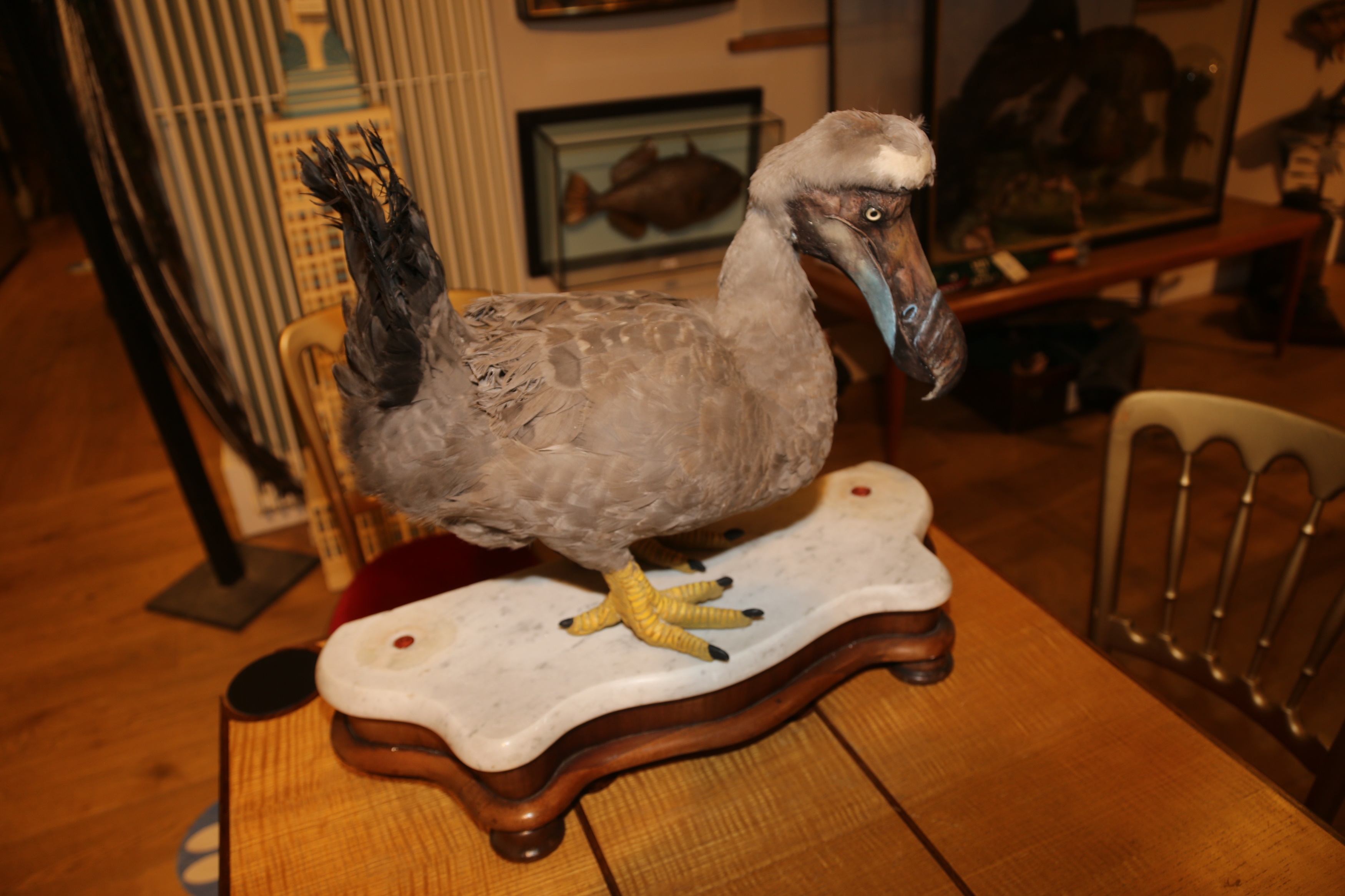 Lot 51 - THE DODO,