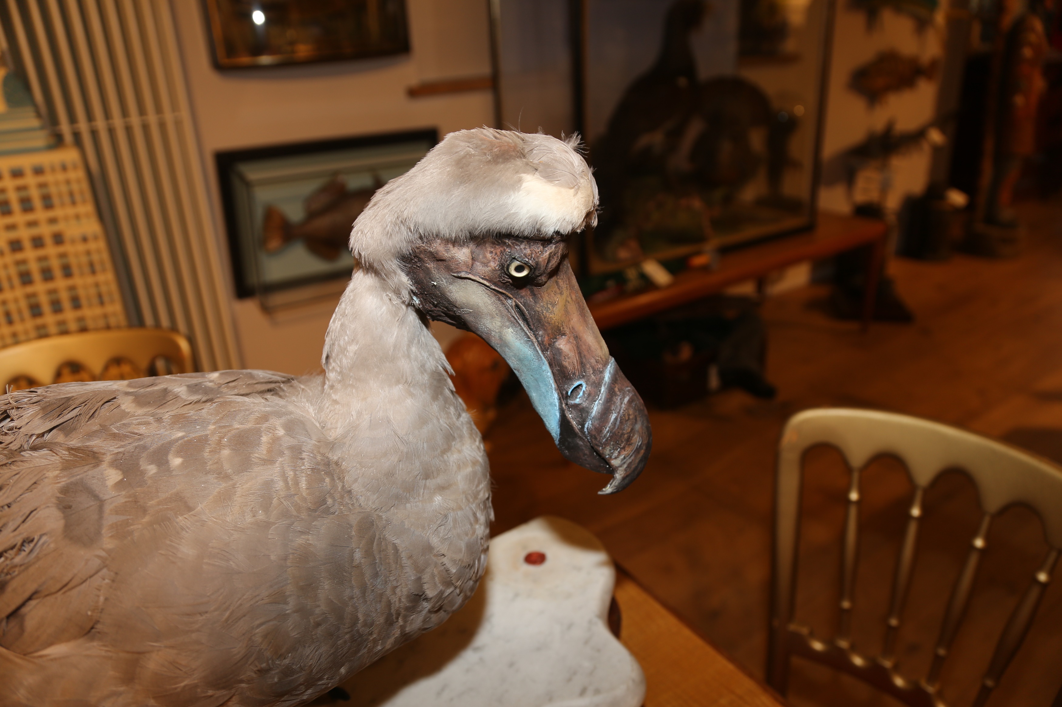 Lot 51 - THE DODO,