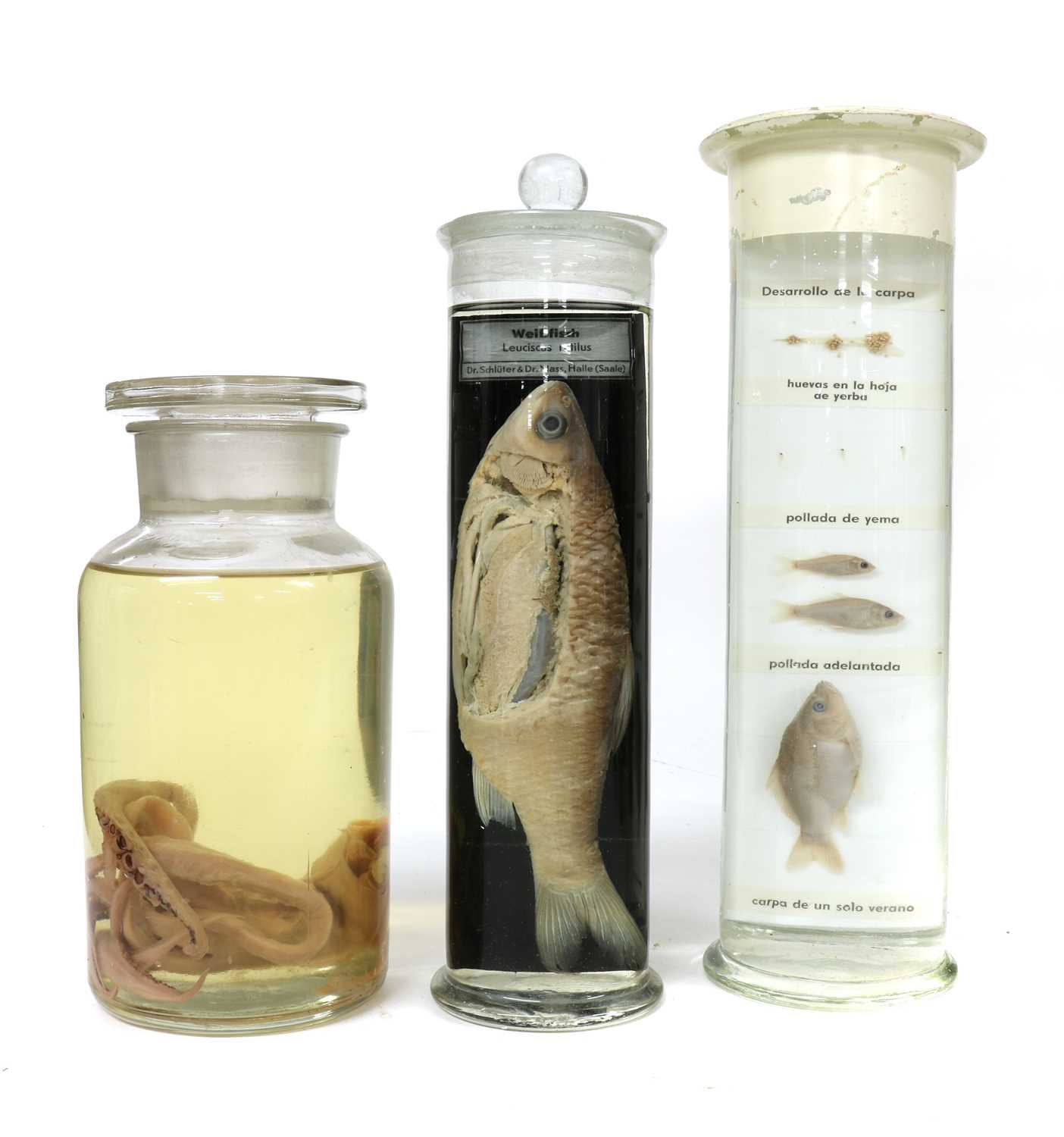 Lot 200 - SCIENTIFIC SPECIMENS,