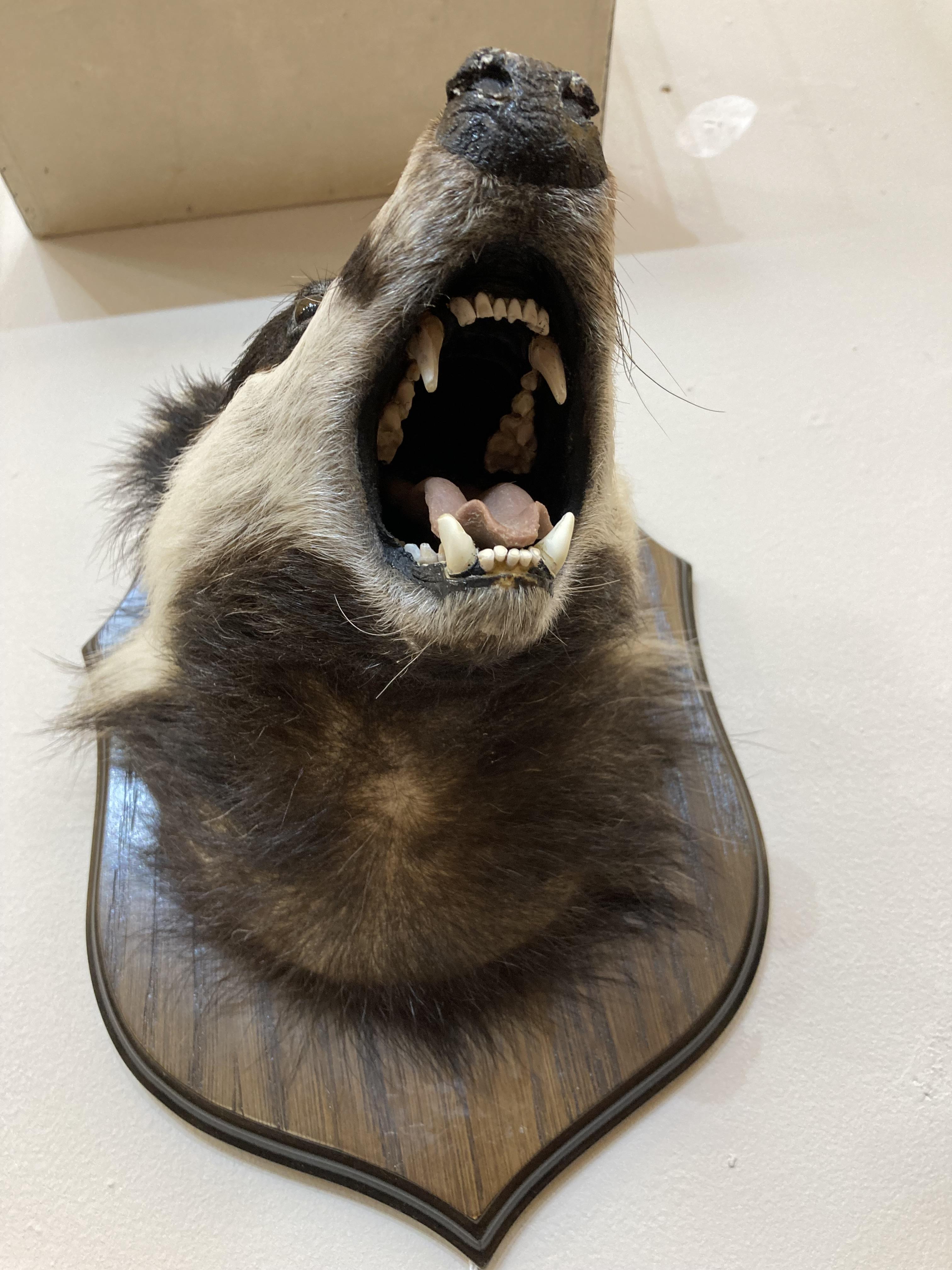 Lot 118 - Taxidermy: a badger mask