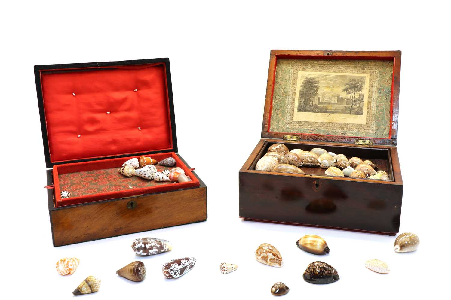 Lot 197 - A collection of 52 cowrie shells in two