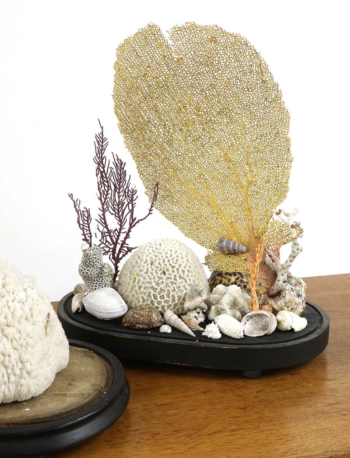 Lot 528 - A shell and coral Wunderkammer display,