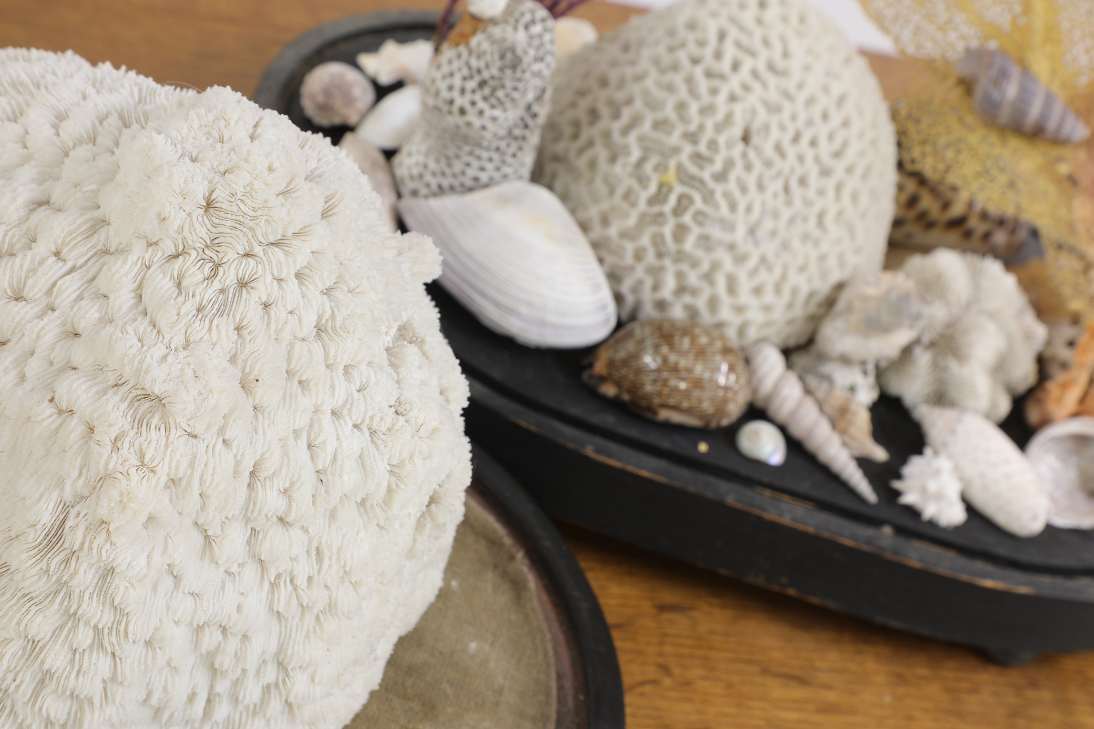 Lot 528 - A shell and coral Wunderkammer display,
