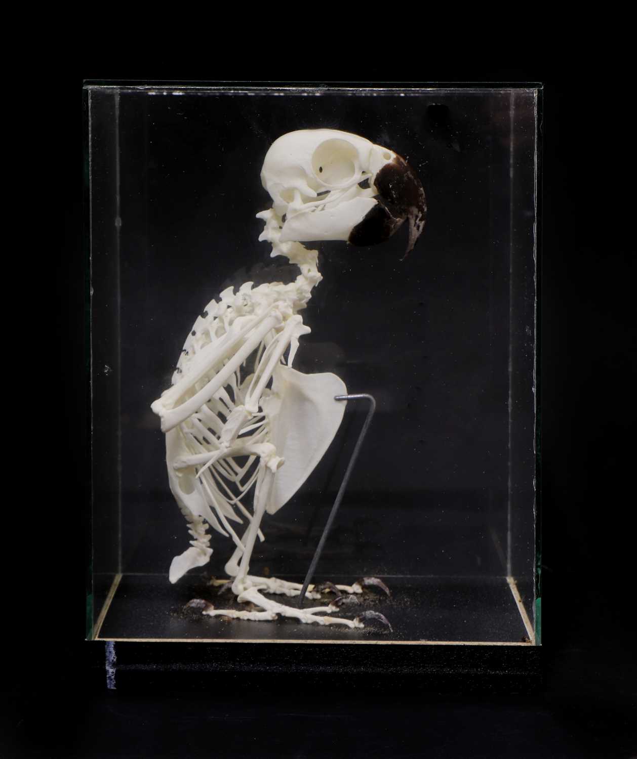 Lot 360 - GREY PARROT SKELETON,