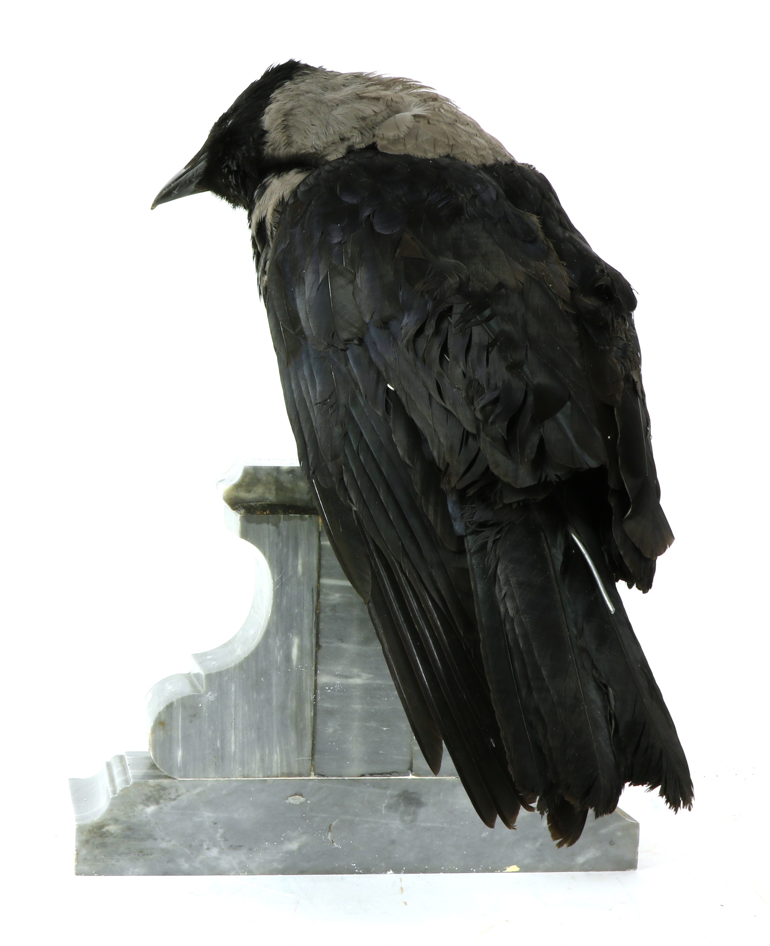 Lot 73 - TWO-HEADED CROW,