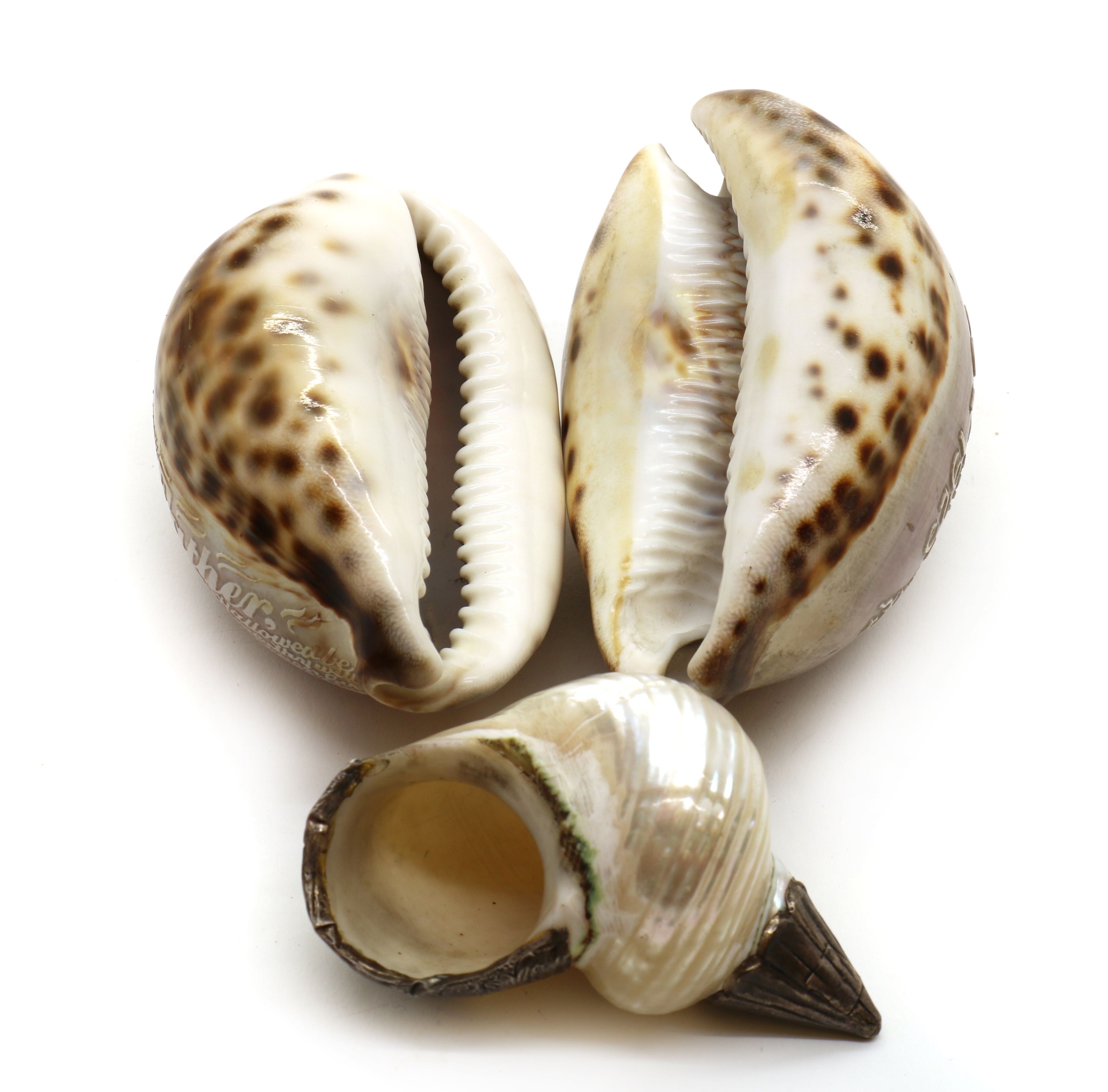 Lot 160 - A tiger cowrie shell,