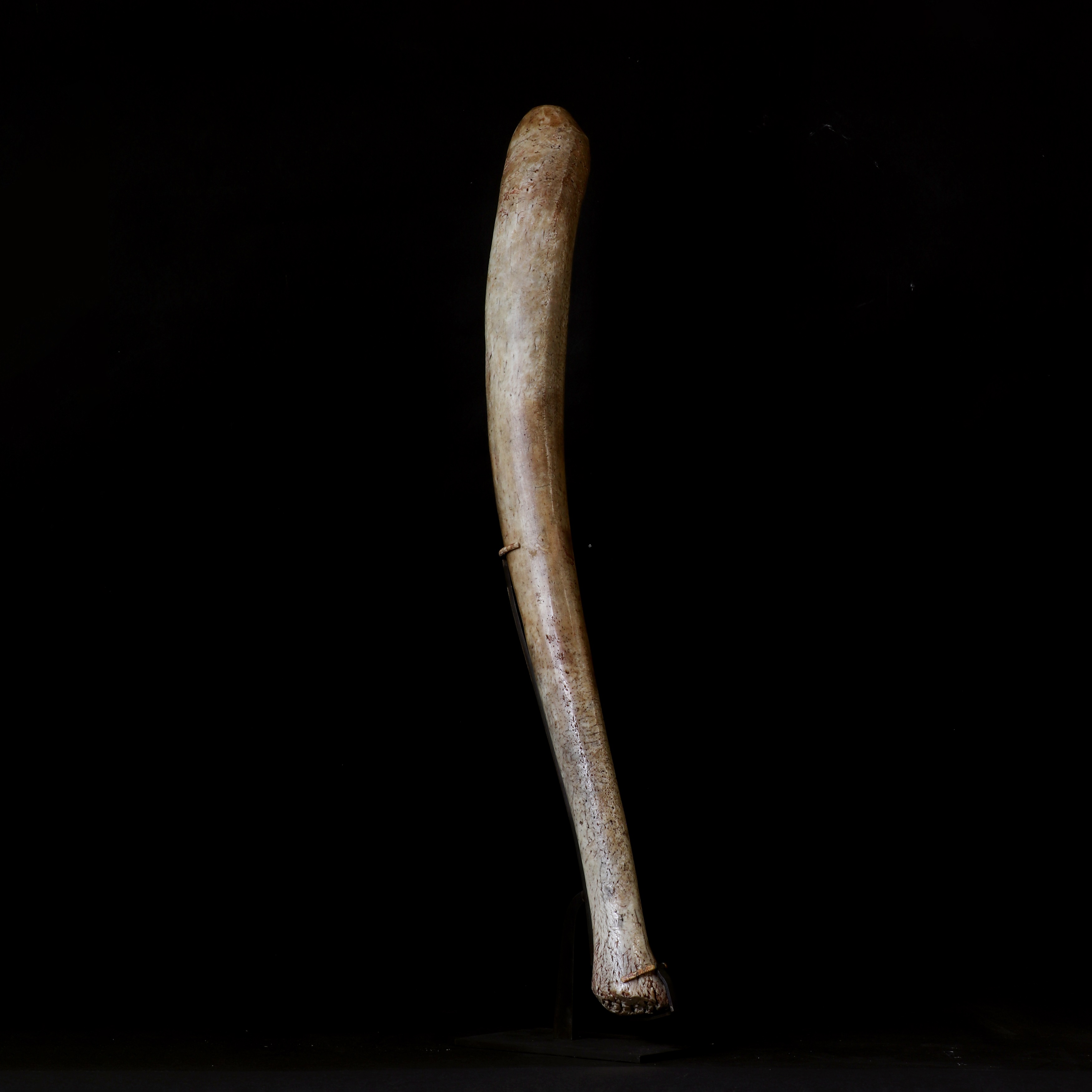 Lot 78 - A large Inuit Oosik club,