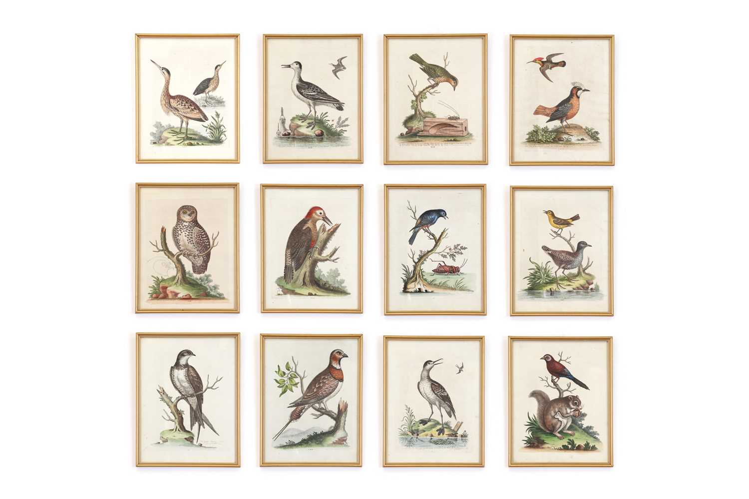 Lot 88 - George Edwards (1694-1773)