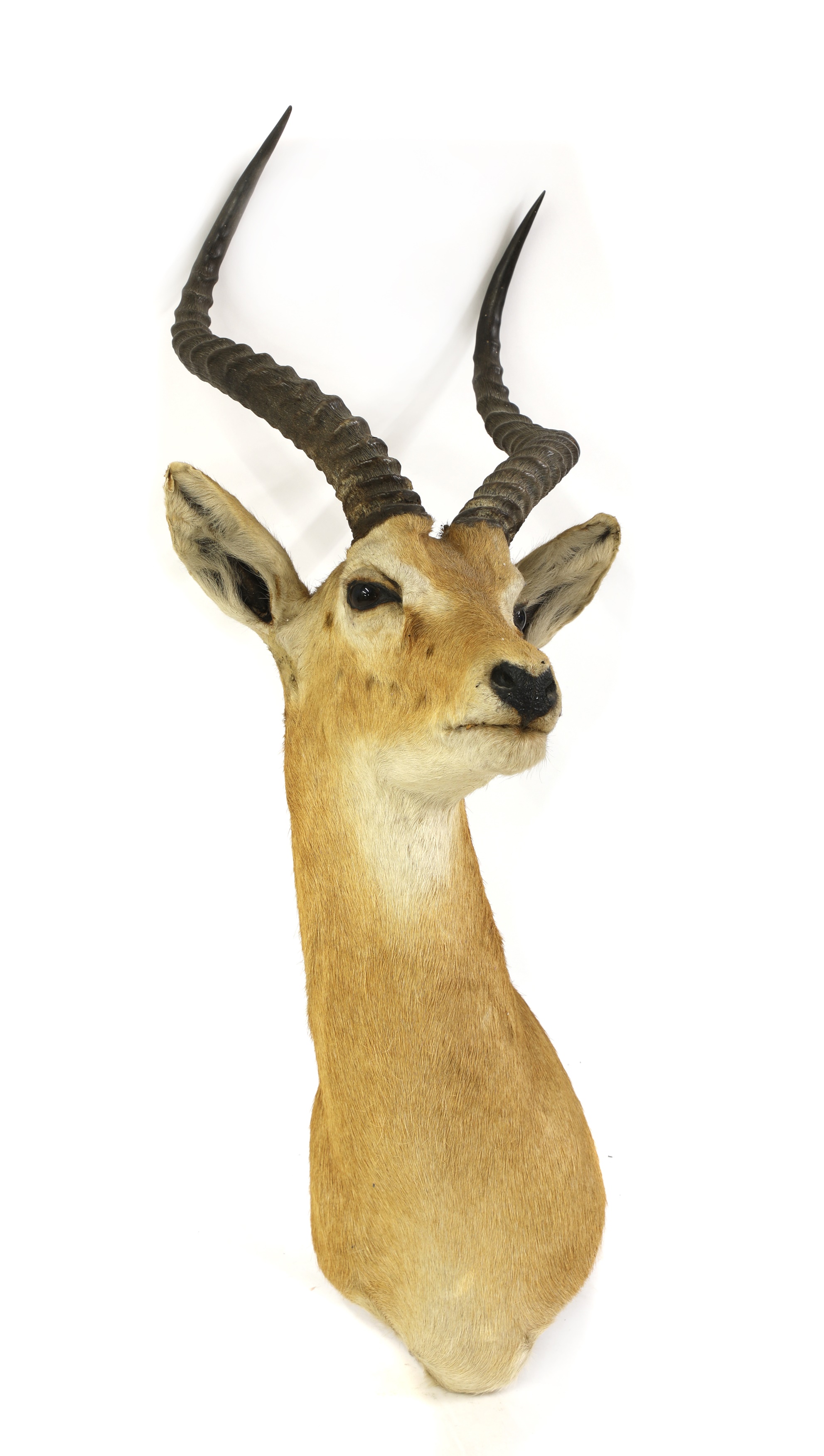 Lot 424 - Taxidermy: Common Impala (Aepyceros