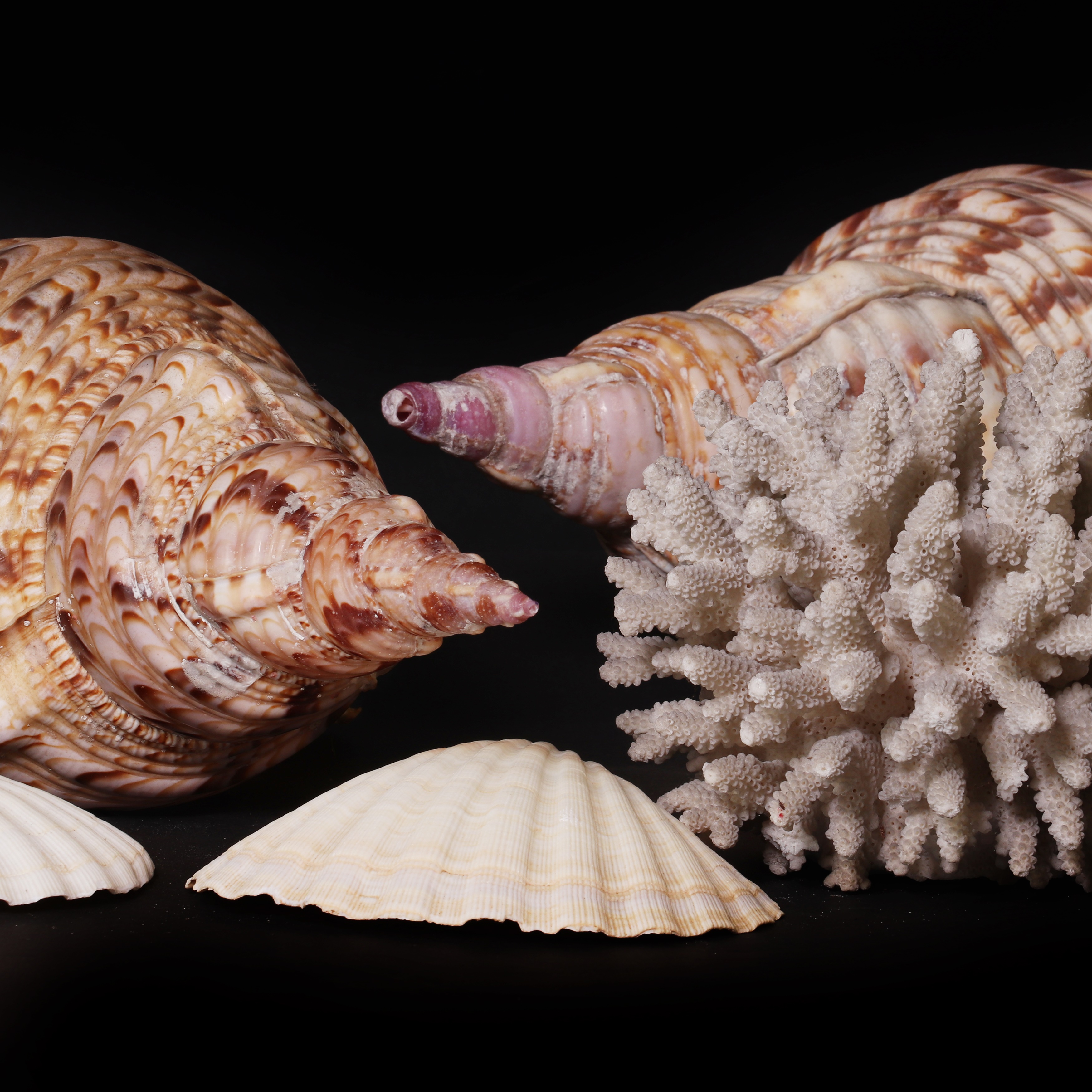 Lot 448 - A collection of decorative shells,