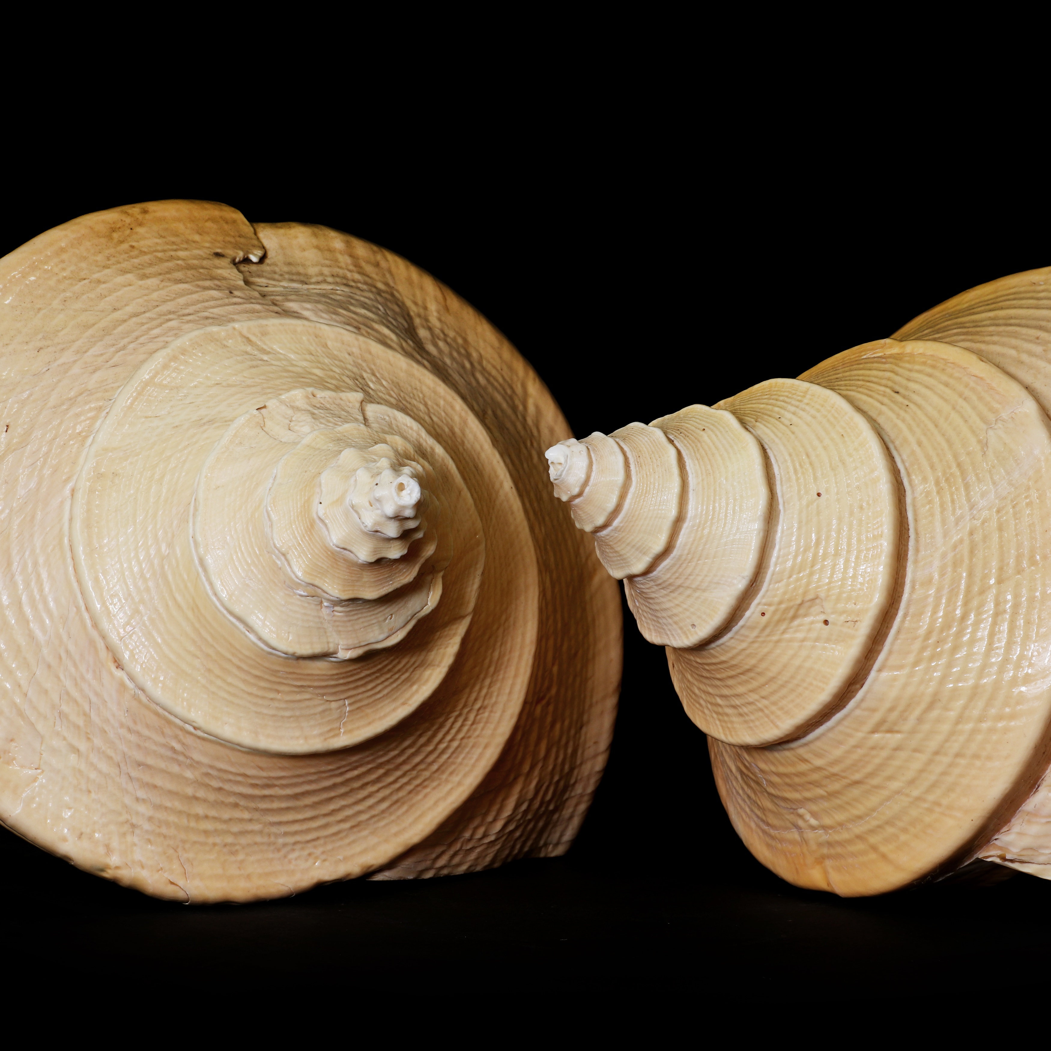 Lot 448 - A collection of decorative shells,