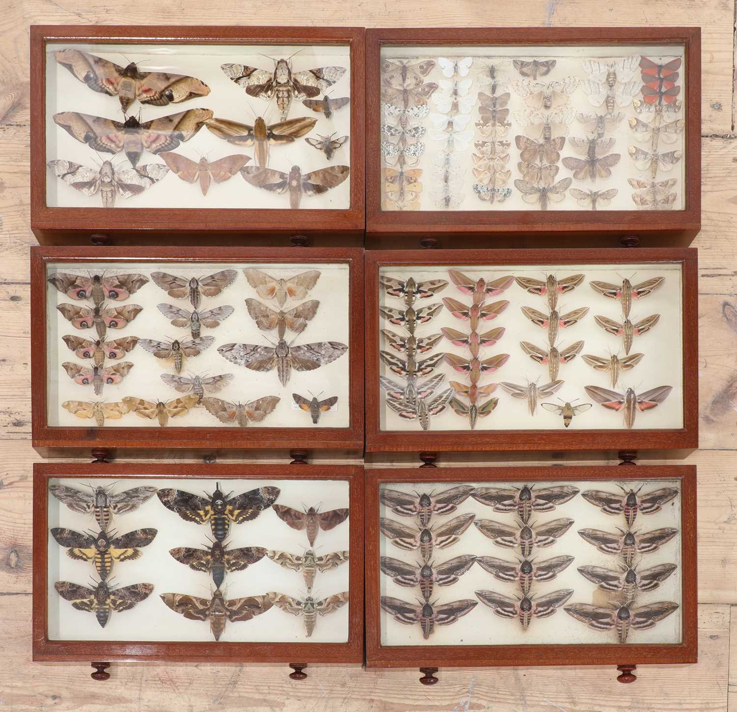 Lot 308 - A Victorian mahogany entomology cabinet,