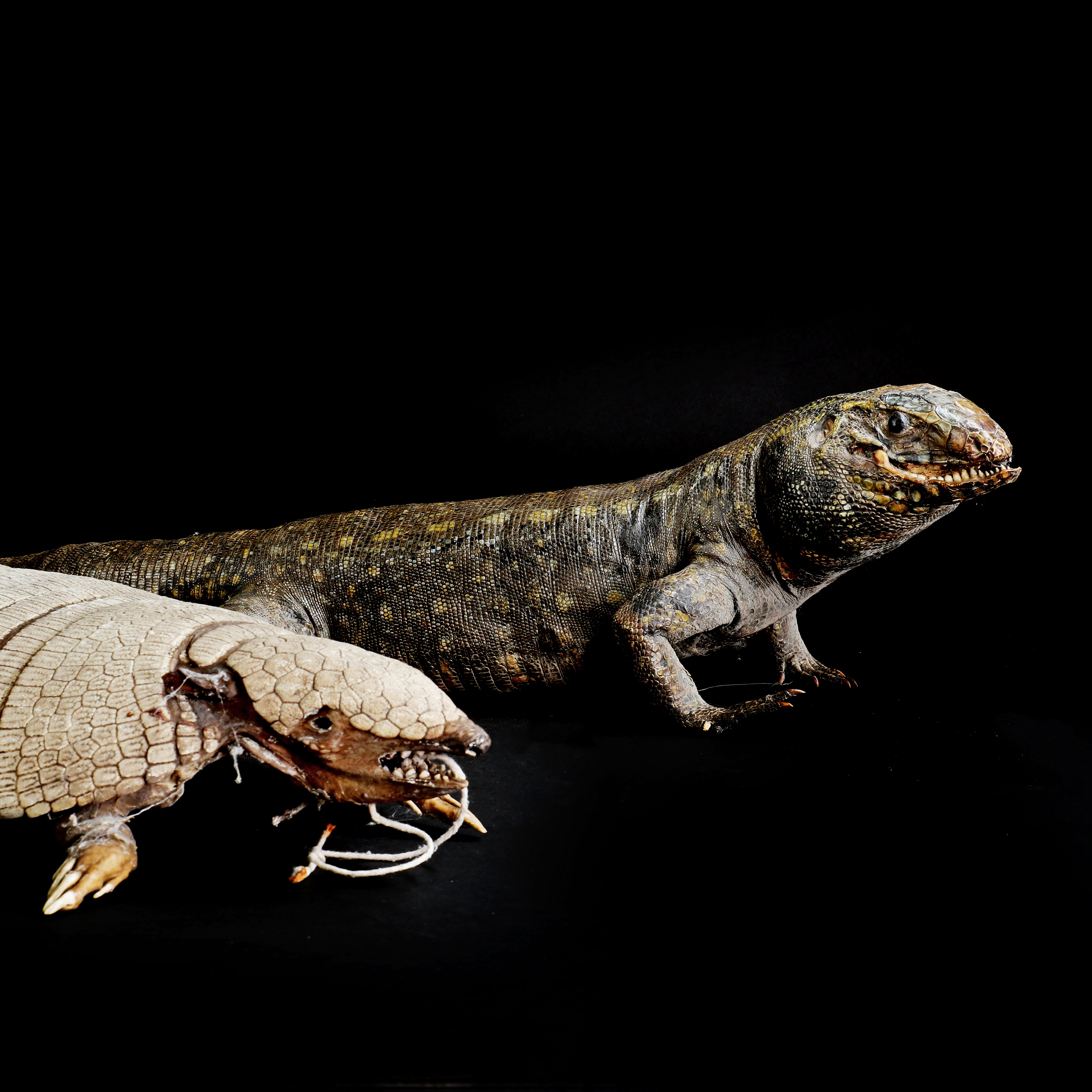 Lot 13 - A taxidermy lizard,
