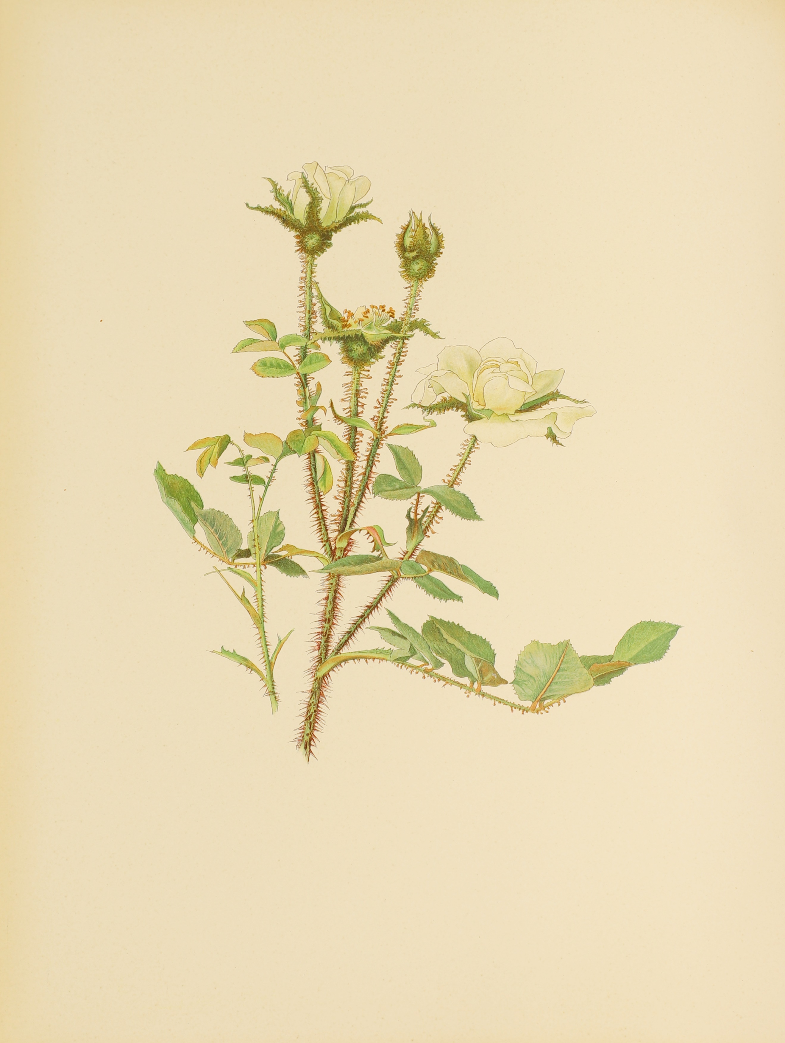 Lot 313 - Willmott, Ellen; Drawings by Alfred Parsons: