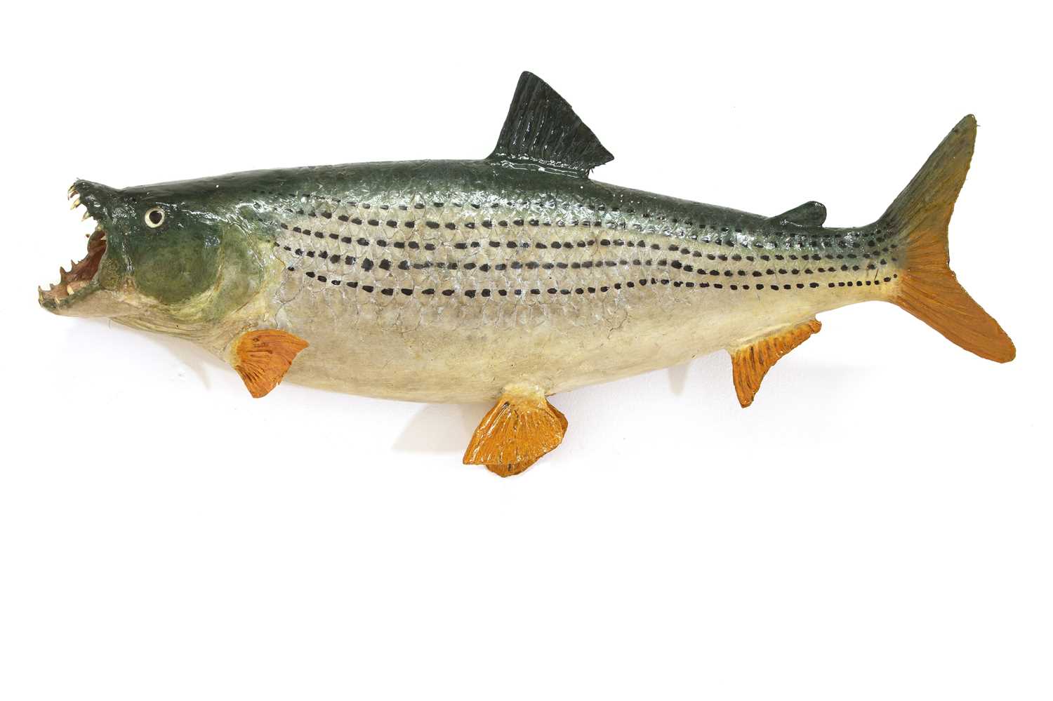 Lot 322 - A painted skin mount fishing trophy,