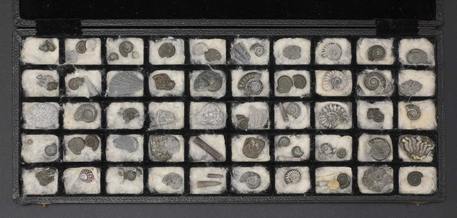 Lot 313 - A specimen case of fossils,