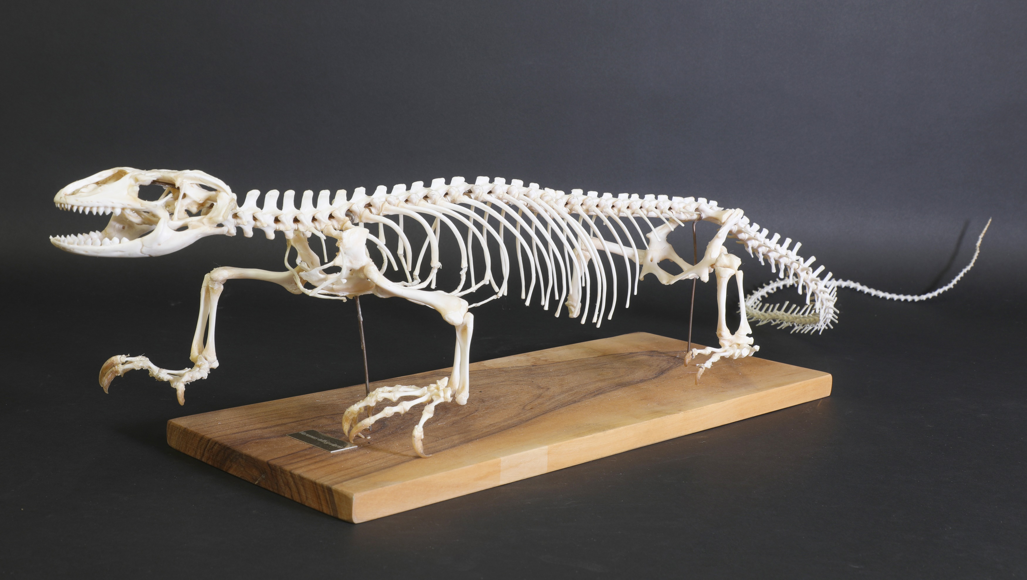 Lot 296 - An articulated monitor lizard skeleton,