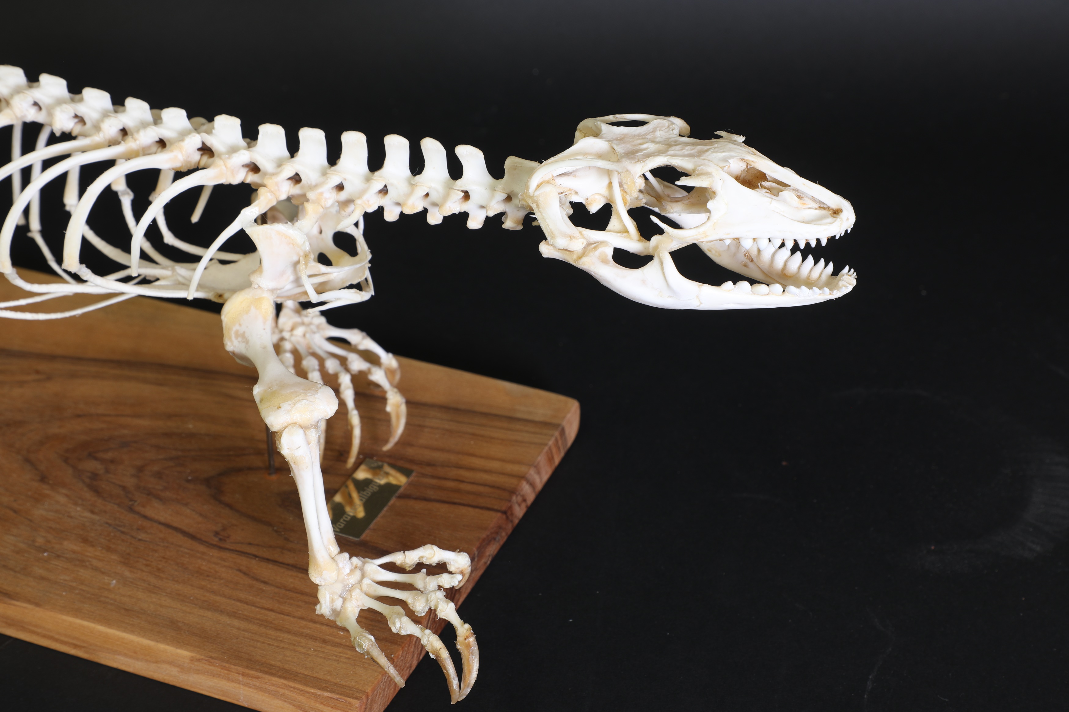 Lot 296 - An articulated monitor lizard skeleton,