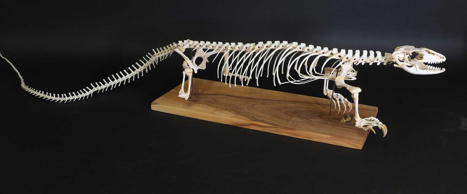 Lot 296 - An articulated monitor lizard skeleton,