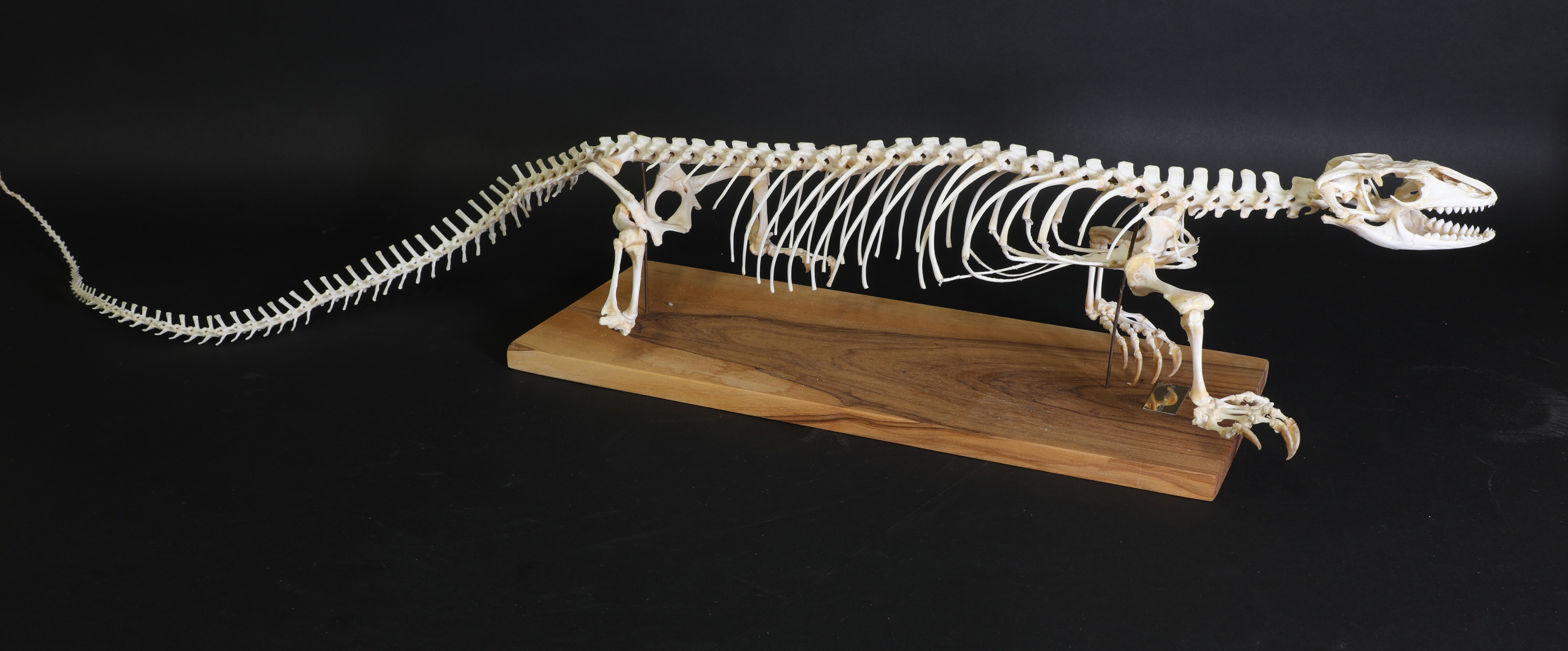 Lot 296 - An articulated monitor lizard skeleton,