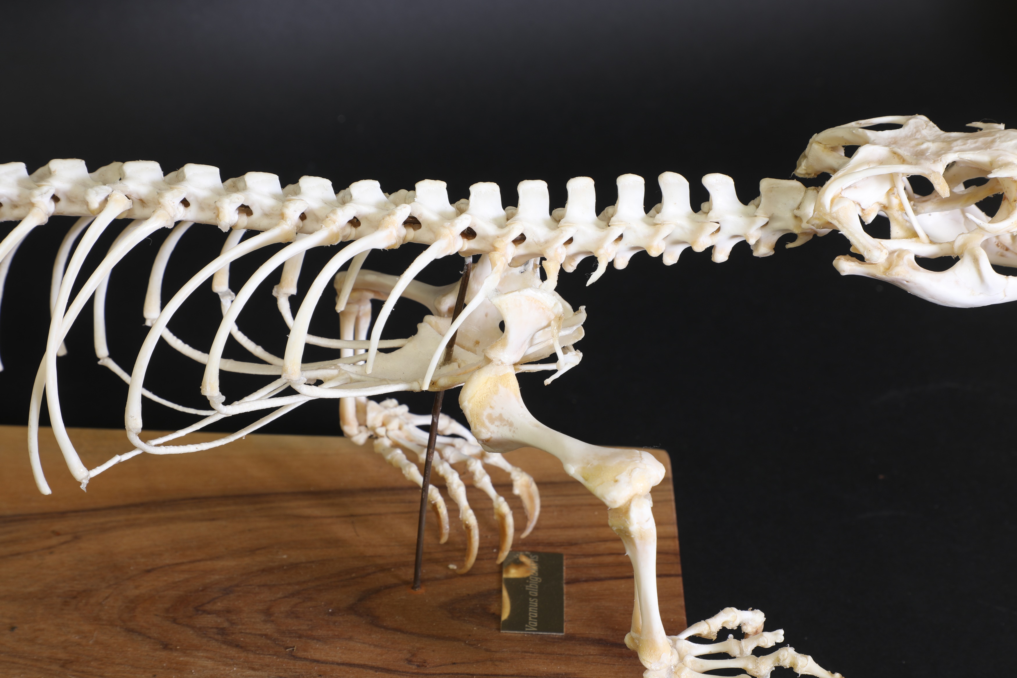 Lot 296 - An articulated monitor lizard skeleton,