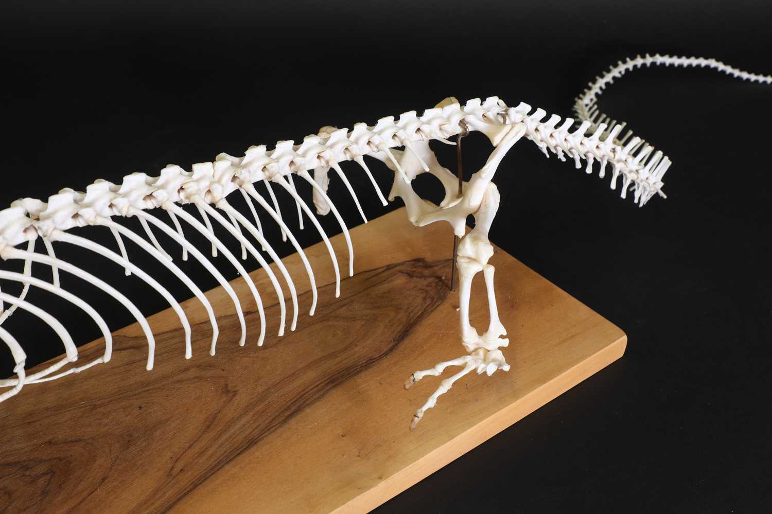 Lot 296 - An articulated monitor lizard skeleton,