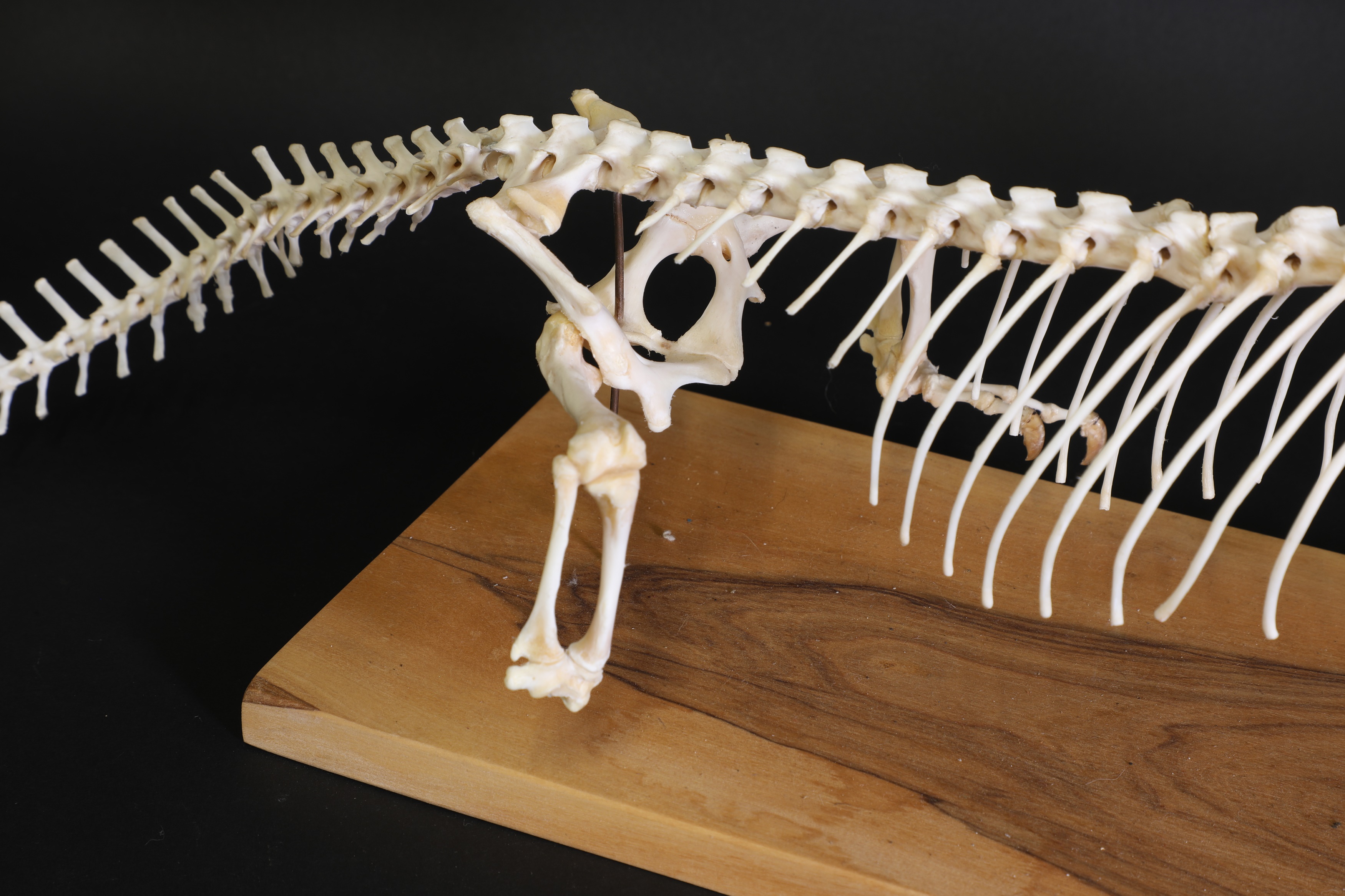 Lot 296 - An articulated monitor lizard skeleton,