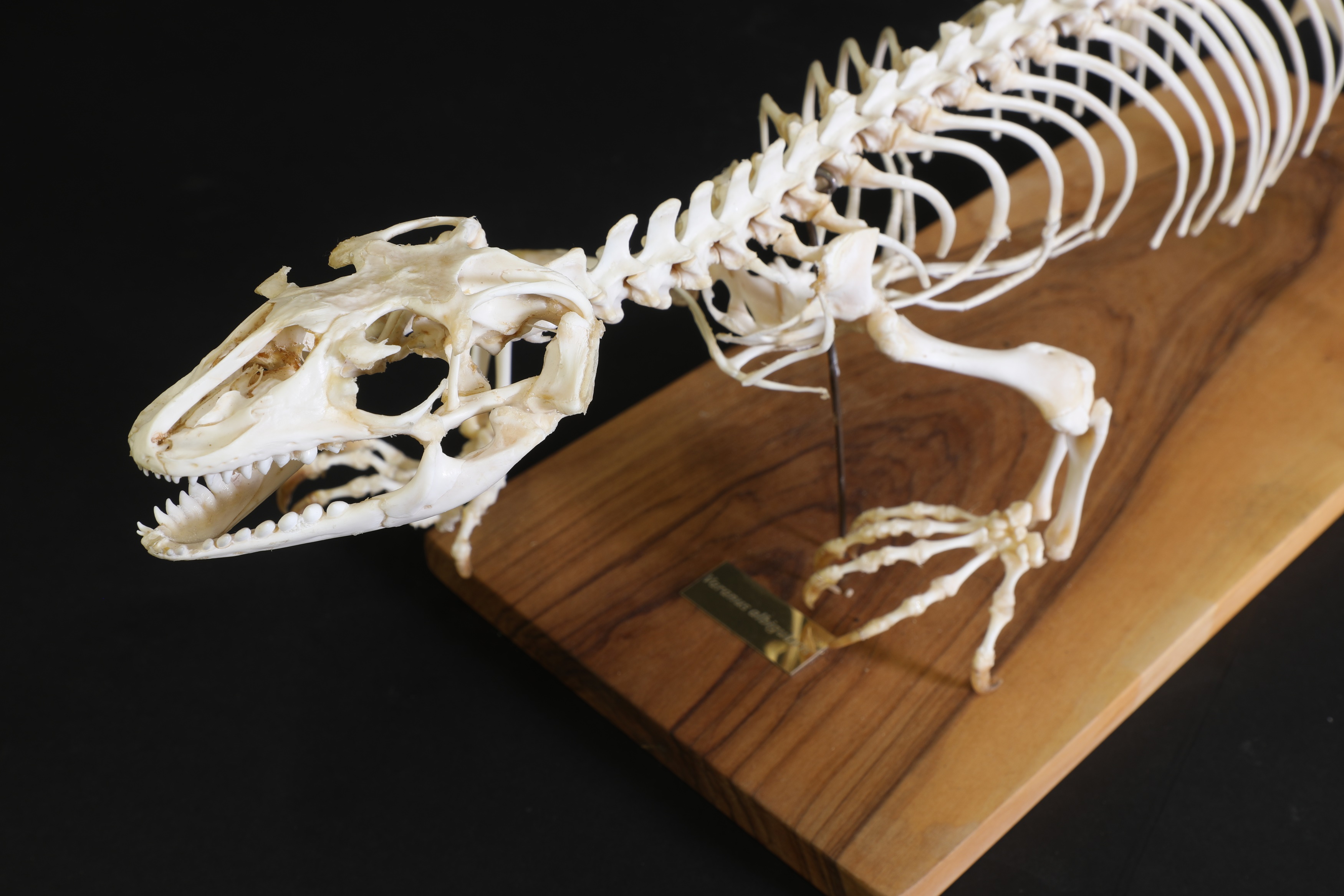 Lot 296 - An articulated monitor lizard skeleton,