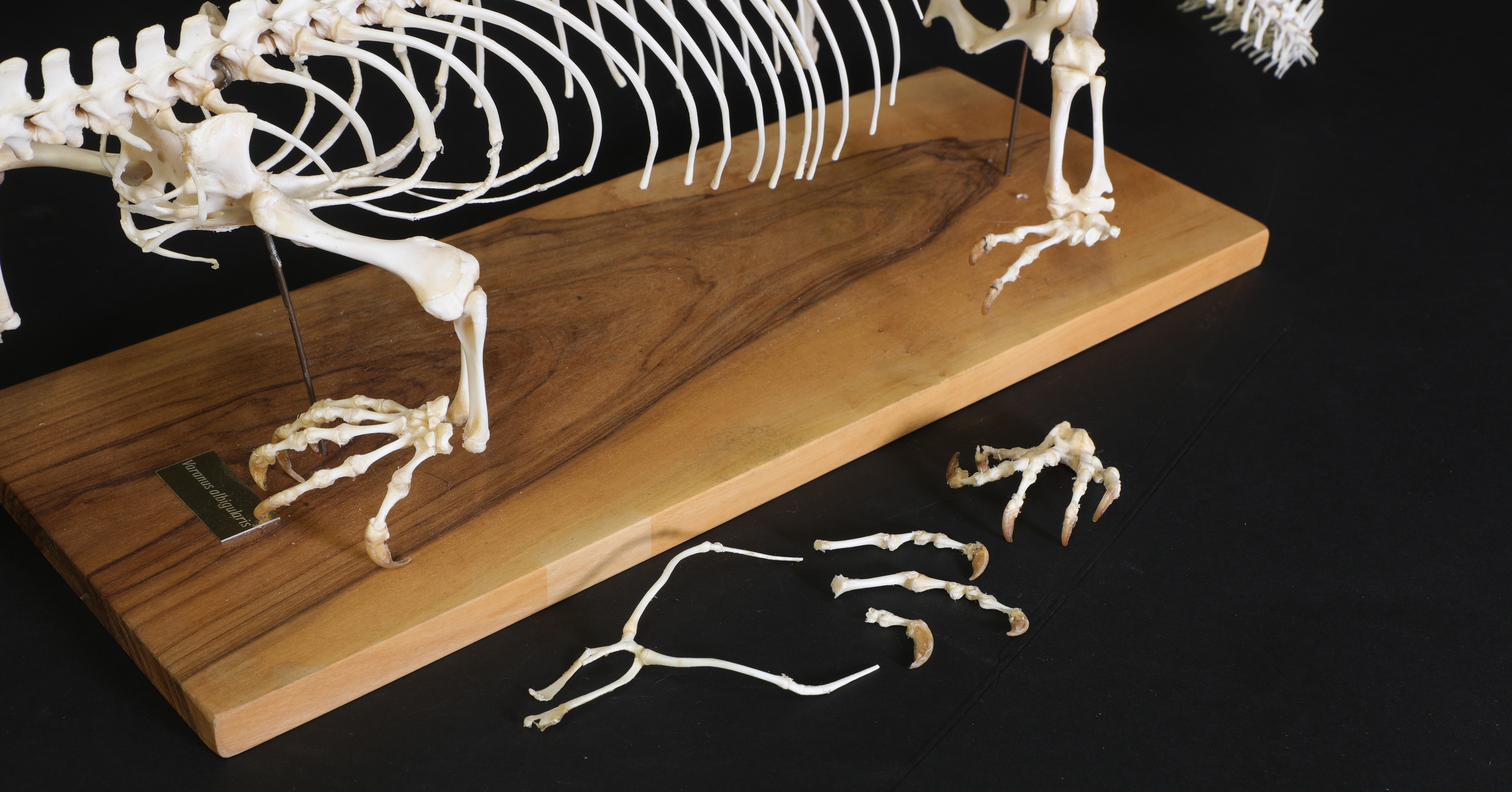 Lot 296 - An articulated monitor lizard skeleton,