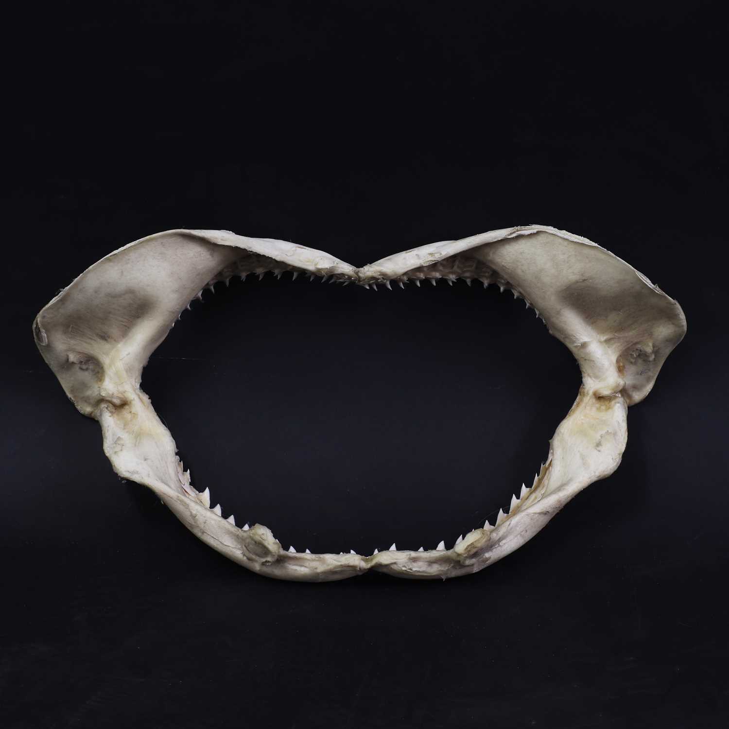Lot 309 - An articulated bull shark jaw,
