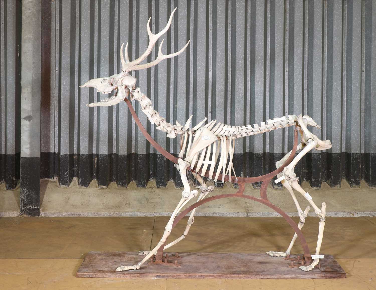 Lot 45 - A deer skeleton,