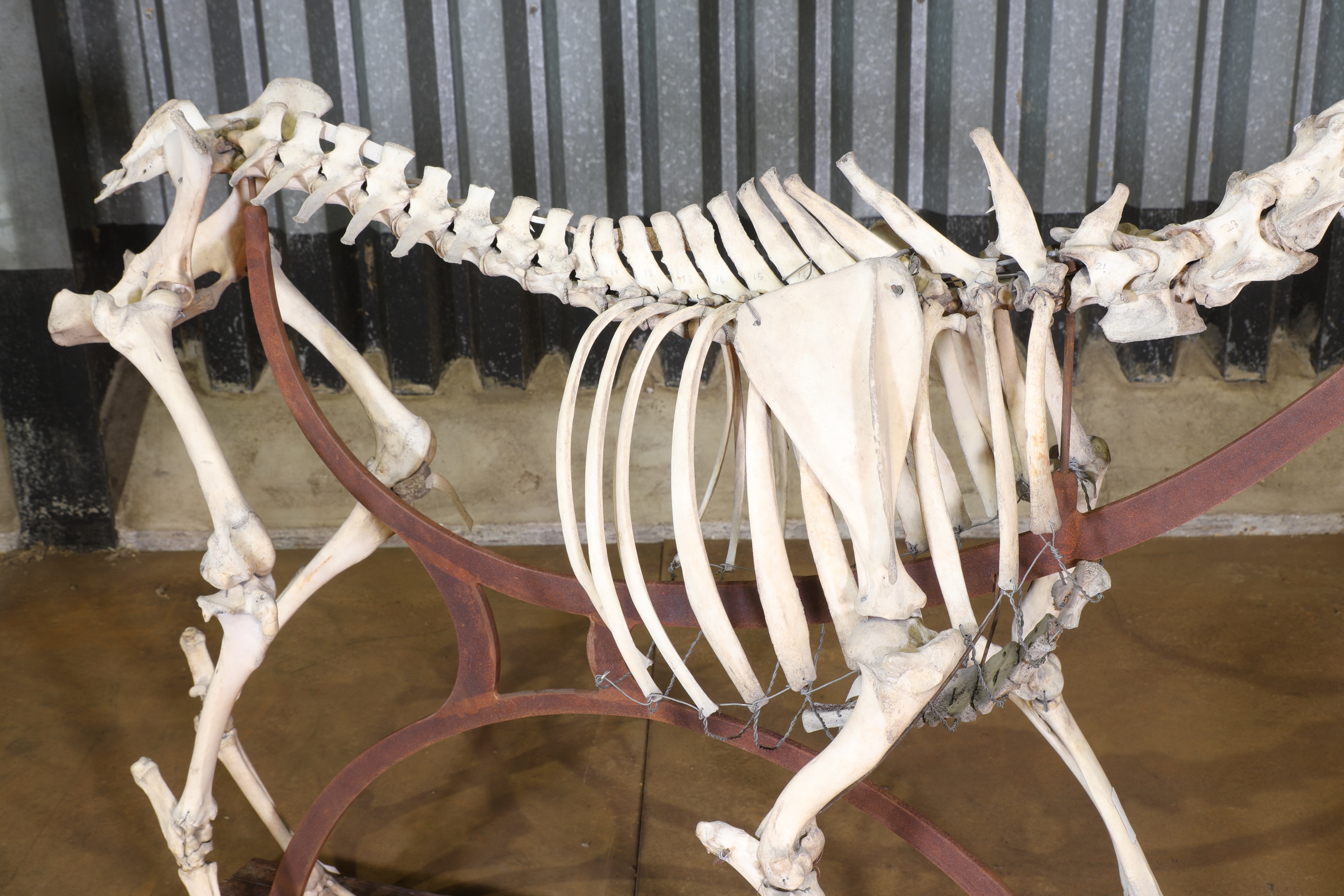 Lot 45 - A deer skeleton,