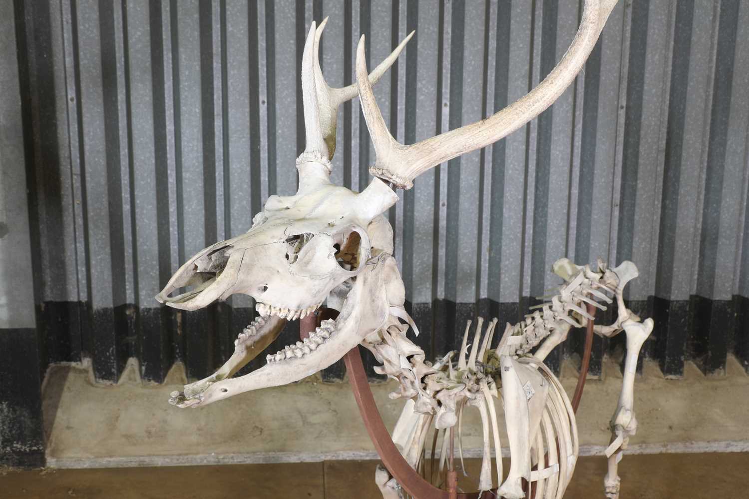 Lot 45 - A deer skeleton,