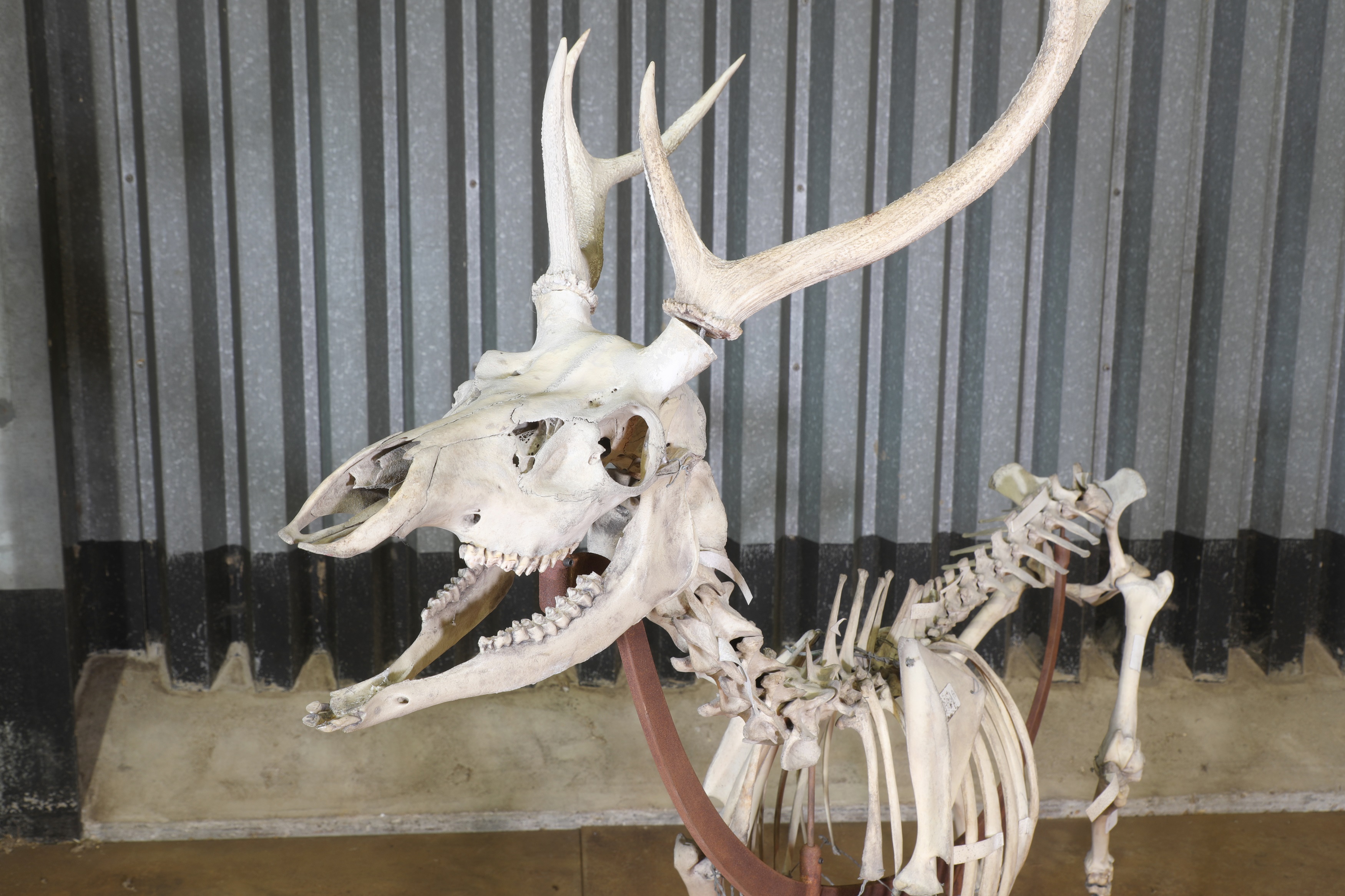 Lot 45 - A deer skeleton,