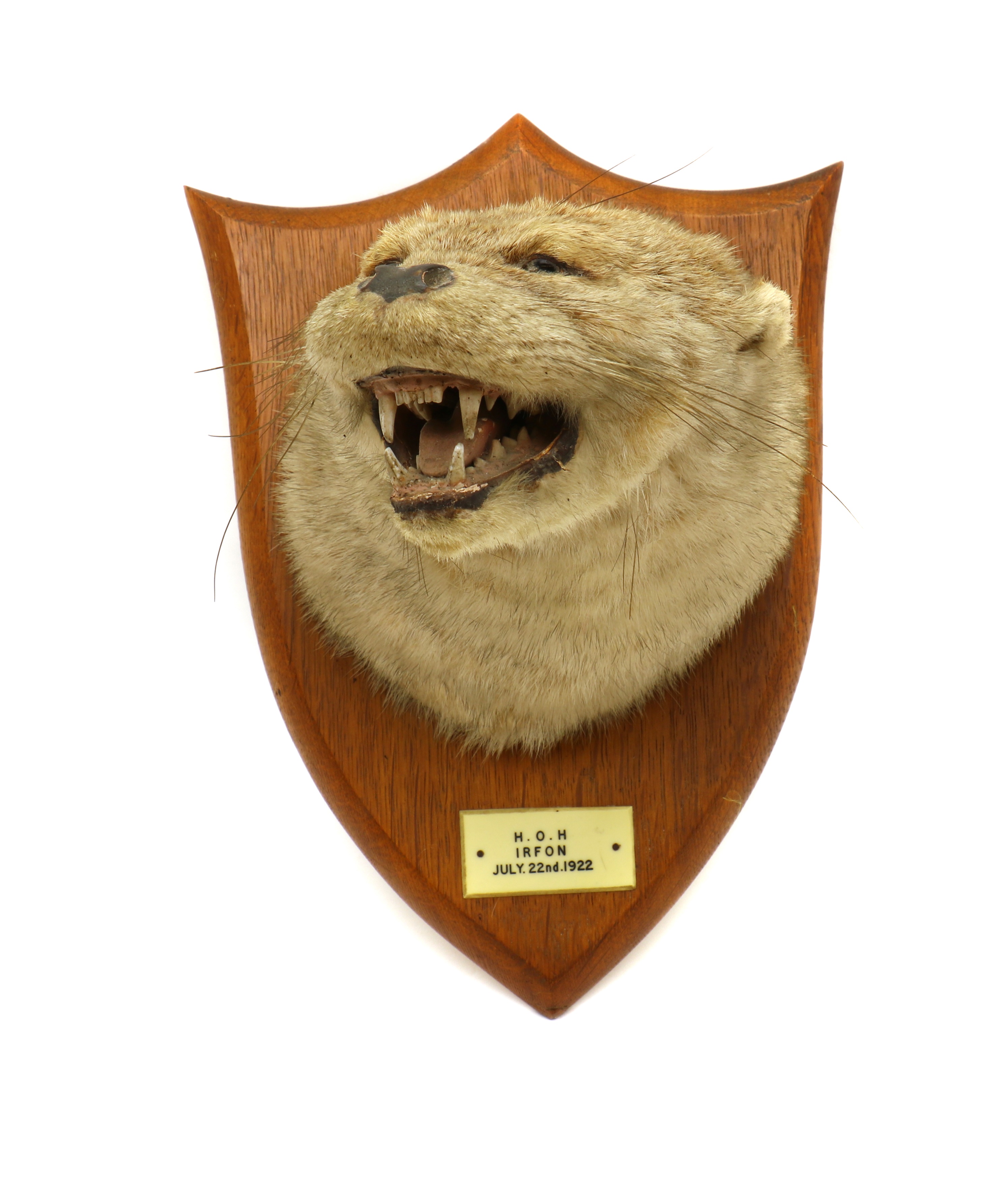 Lot 117 - Taxidermy: Eurasian otter