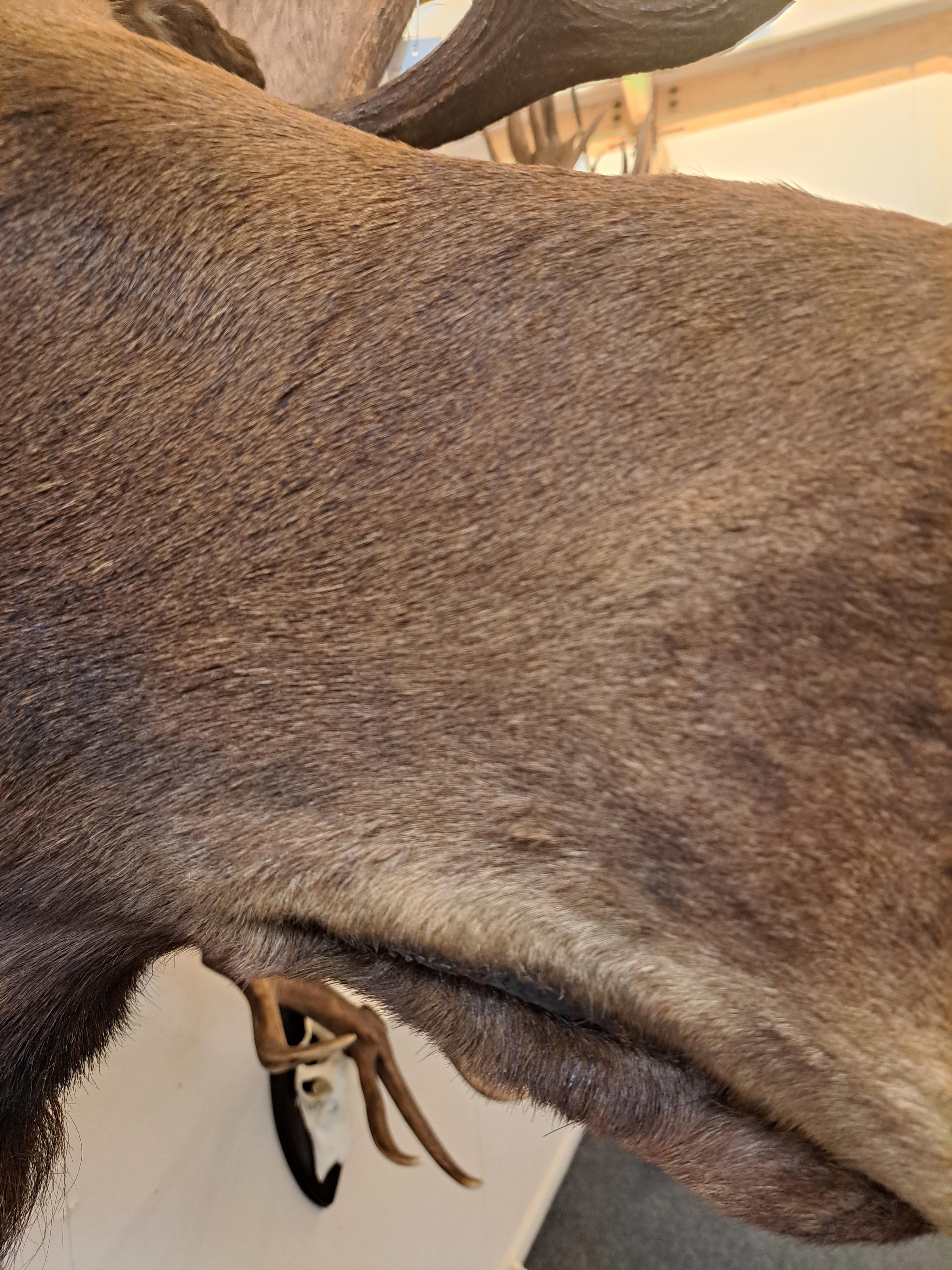 Lot 106 - Taxidermy: Canadian moose