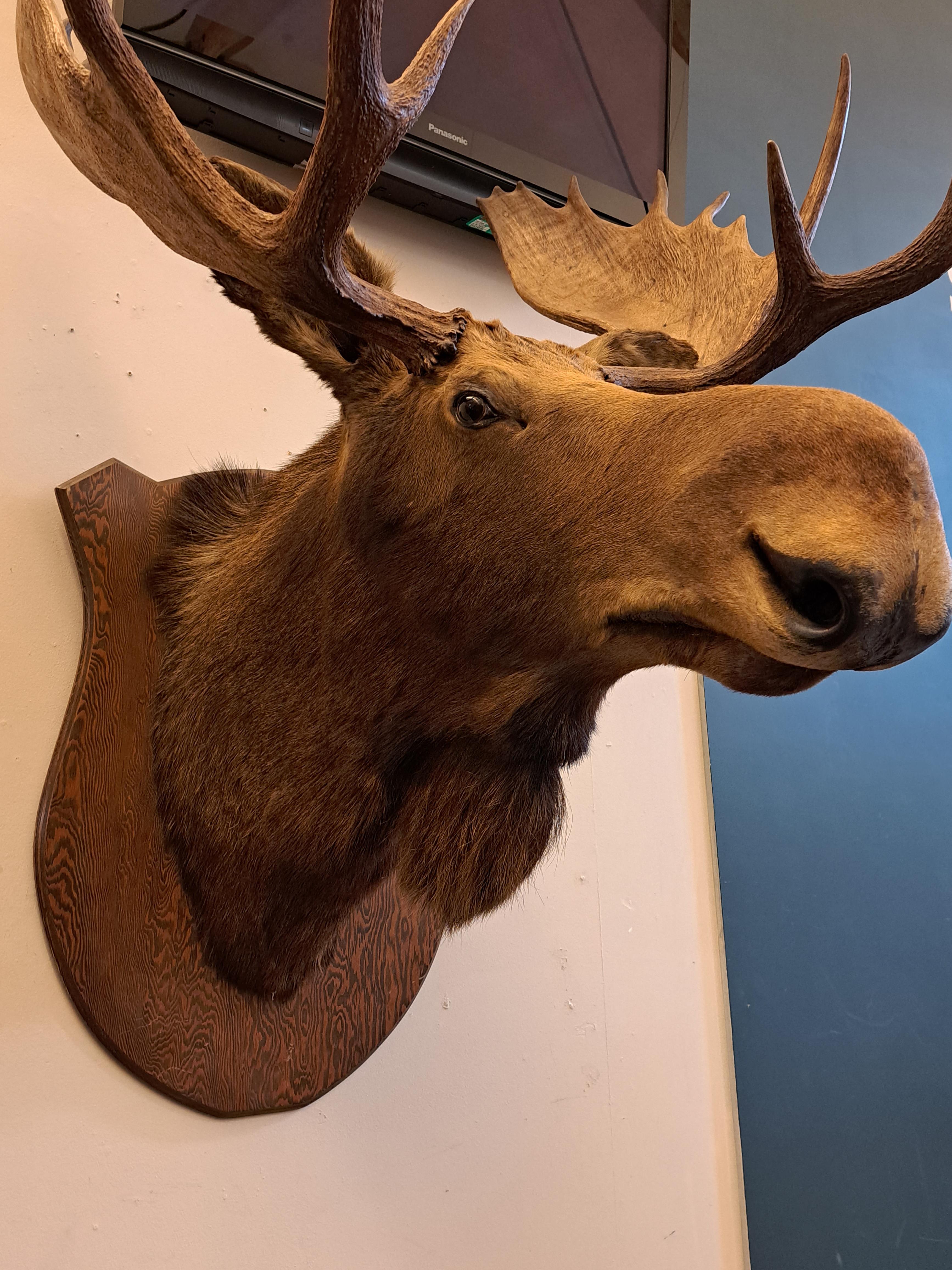 Lot 106 - Taxidermy: Canadian moose