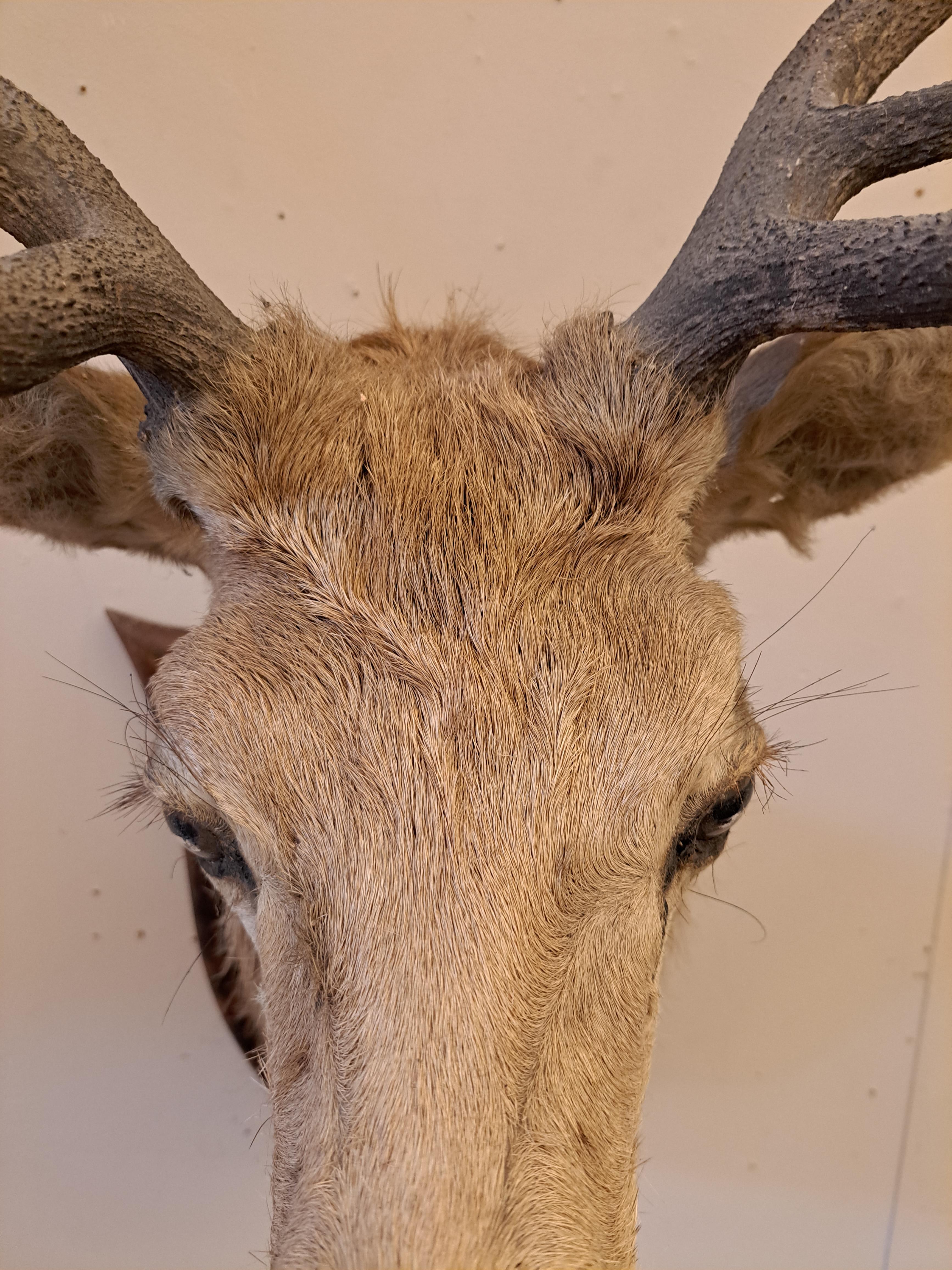 Lot 107 - Taxidermy: Two red deer neck mounts on oak