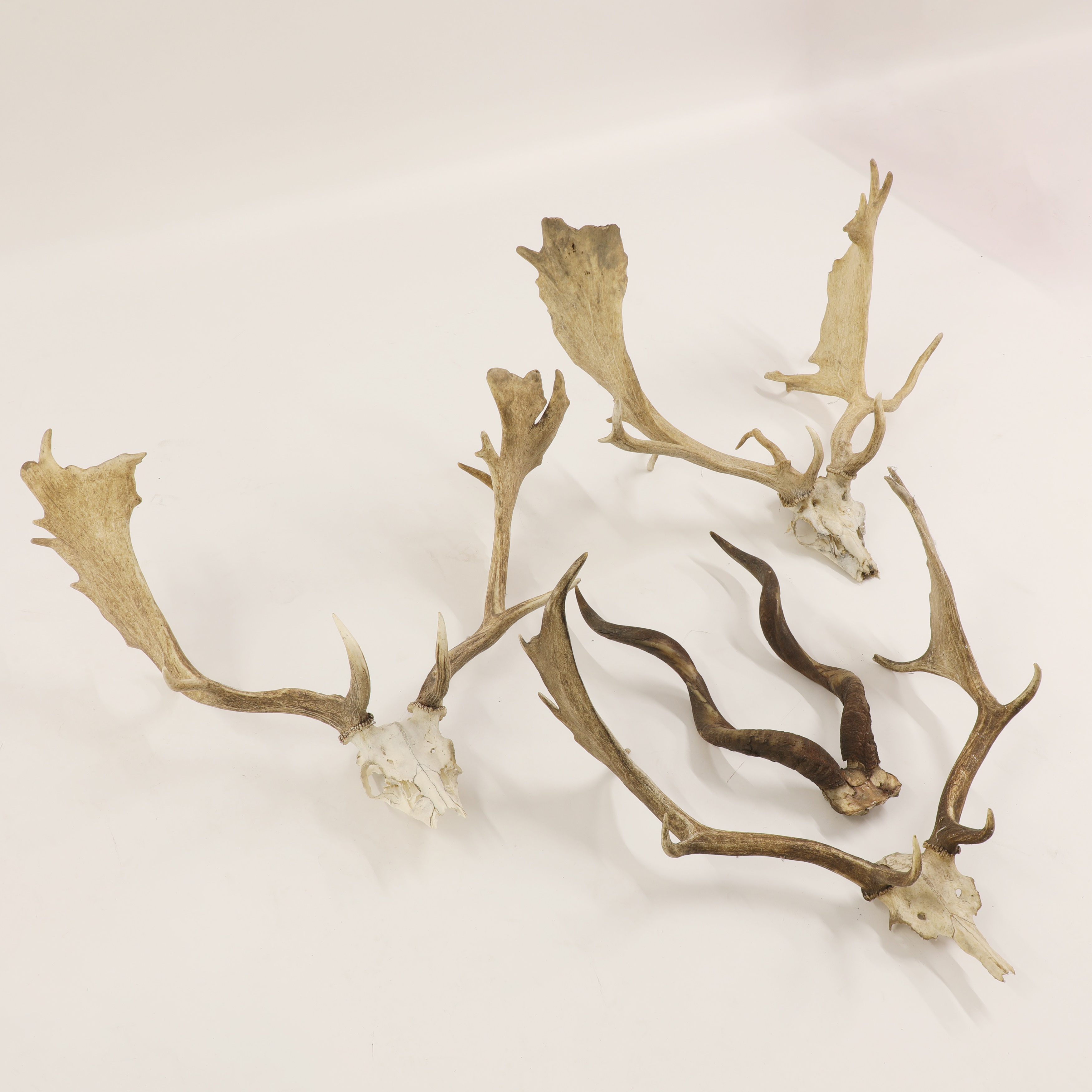 Lot 100 - Three sets of skull-mounted fallow deer