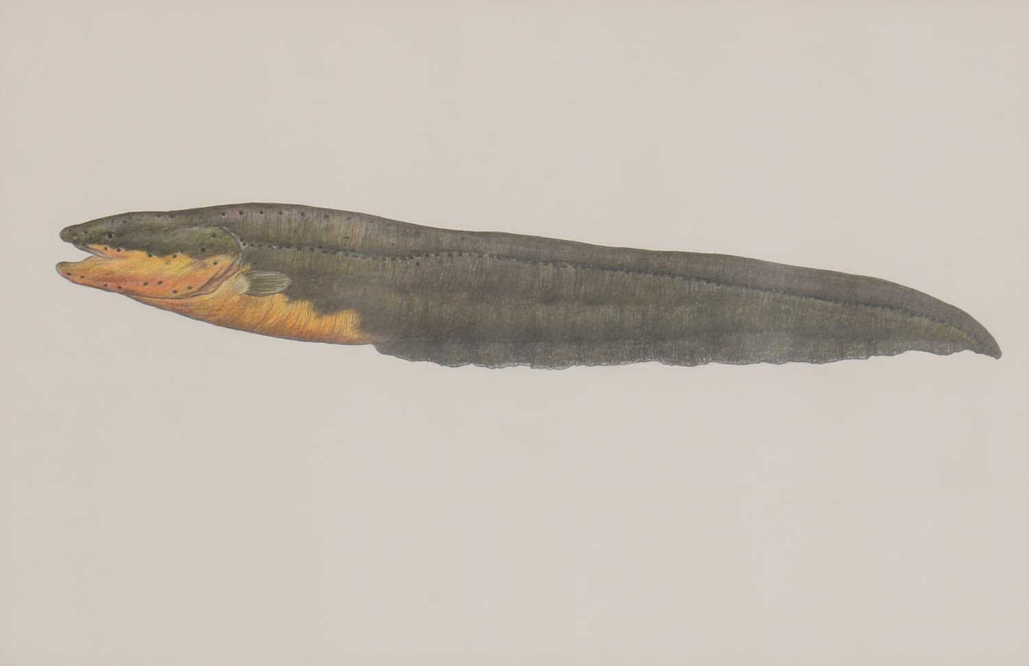 Lot 264 - Phil Coles (contemporary)