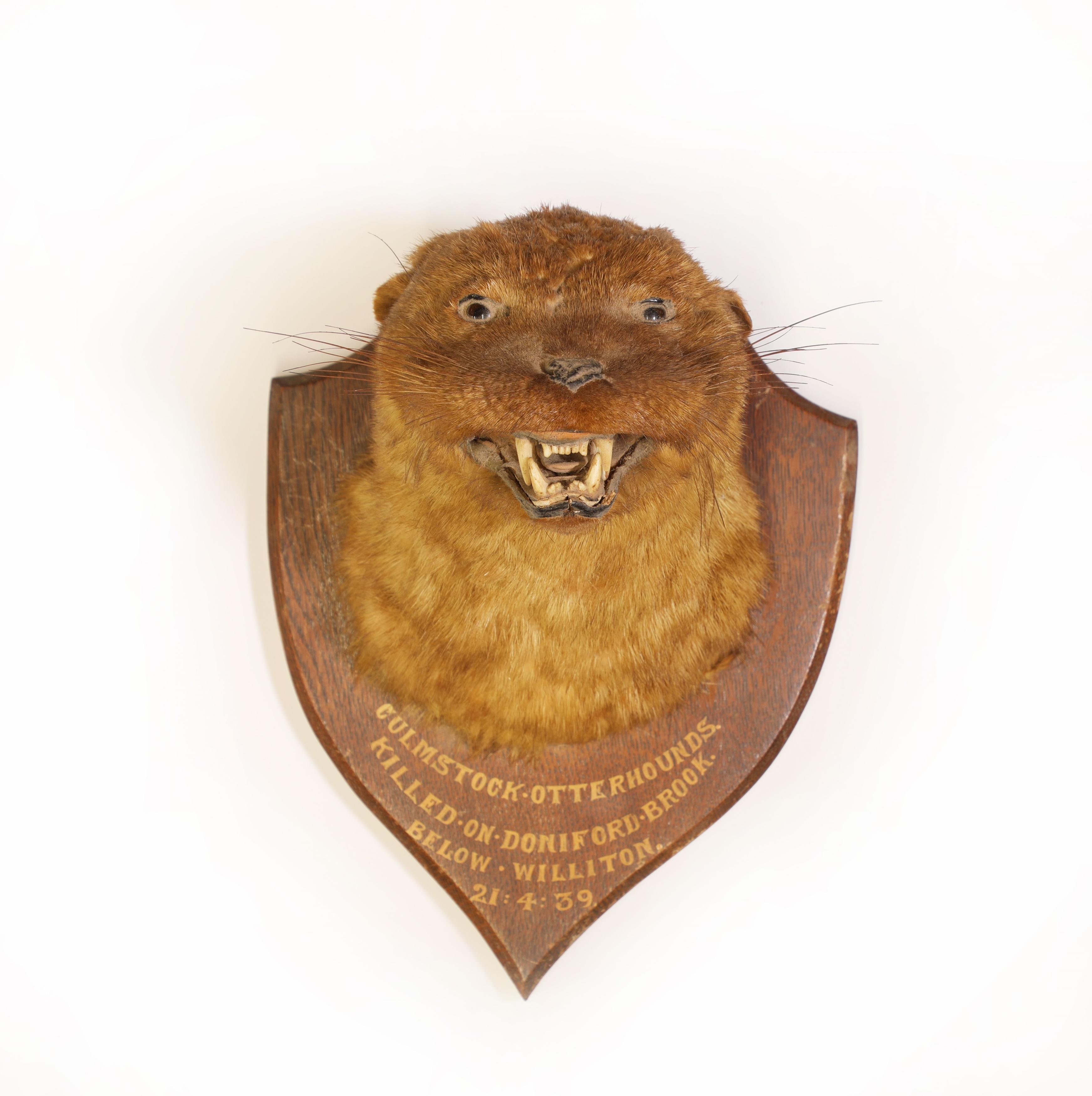 Lot 116 - Taxidermy: Eurasian otter